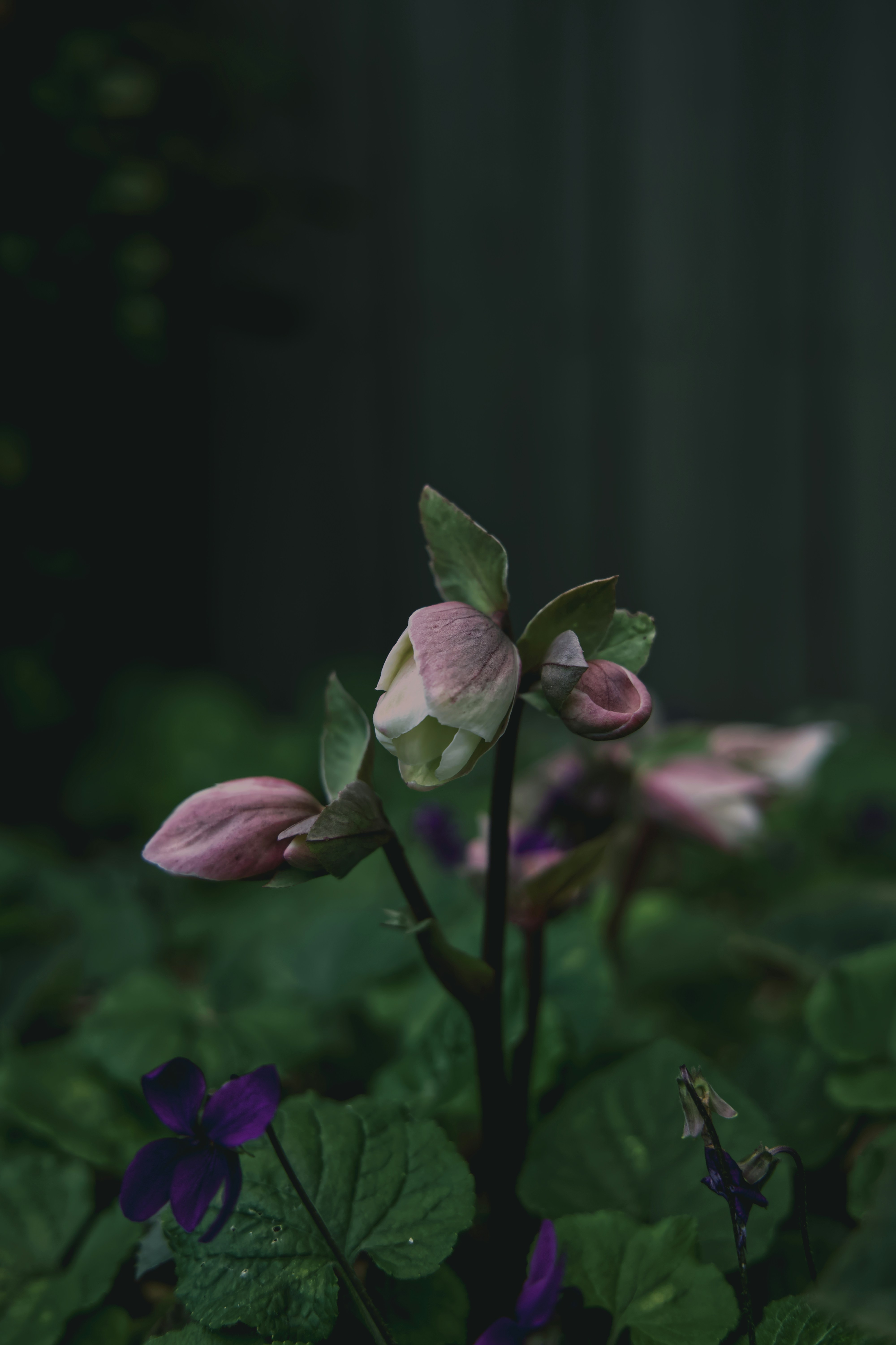 Delicate pink flower buds emerging amidst lush green foliage, hinting at the arrival of spring. The background softly fades, enhancing the focus on the blooms.