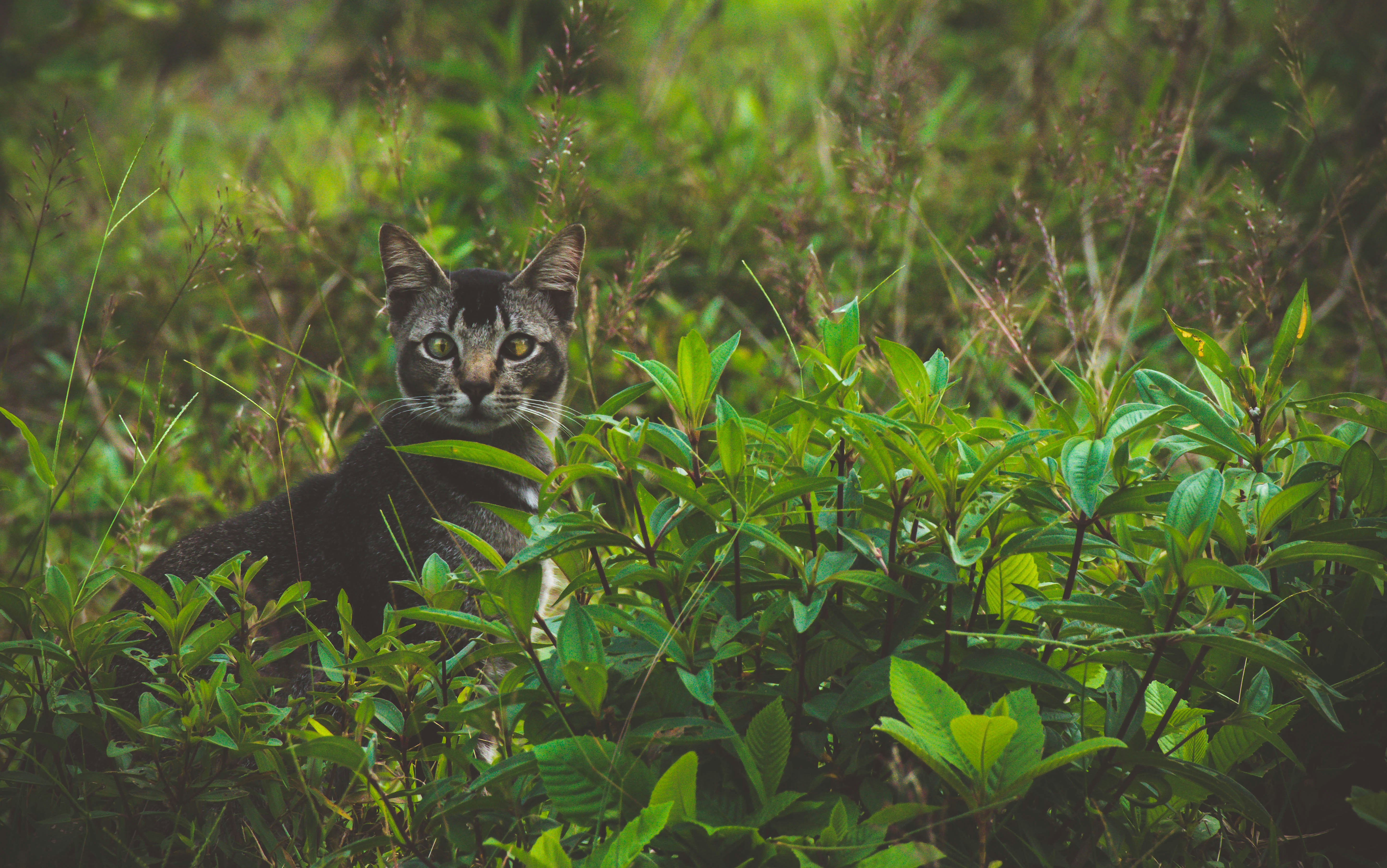 A curious cat peeks through dense greenery, blending seamlessly with its natural surroundings.