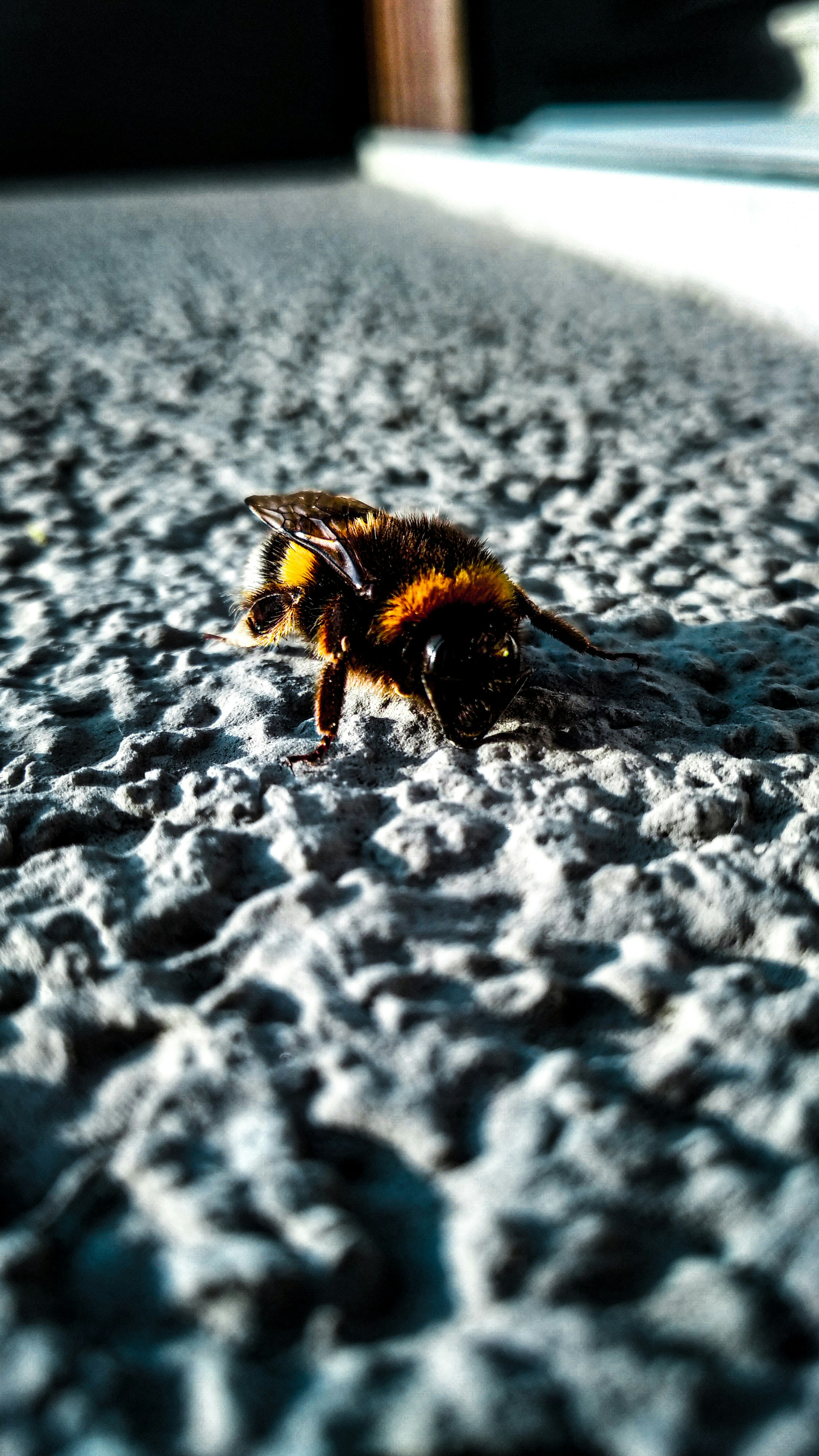 Close-up of a bumblebee navigating a textured surface, showcasing its vibrant yellow and black fur. The focus highlights its intricate details and natural behavior.