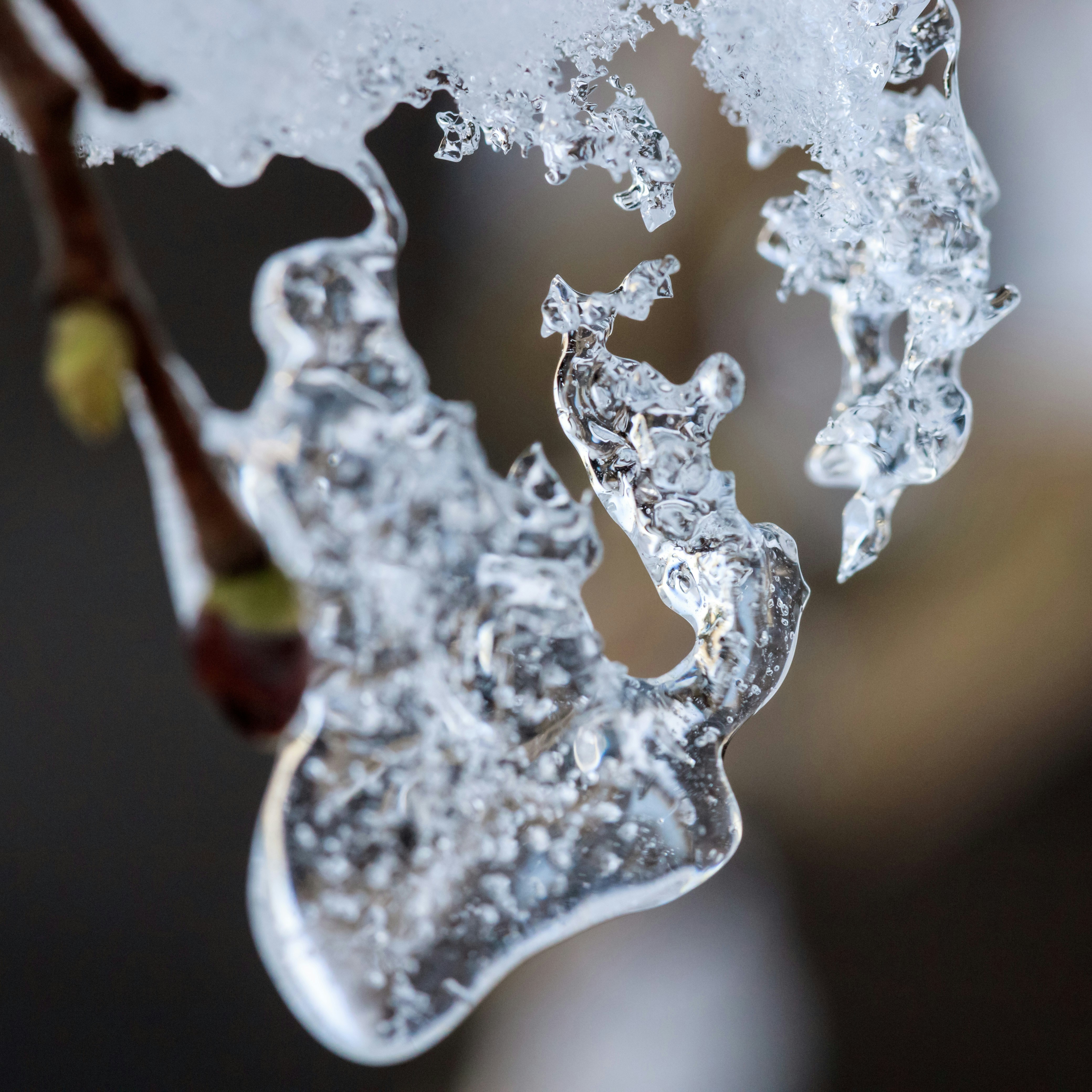 Frosted Filigree on a Twig: Ice Crystals in Quiet Winter Light