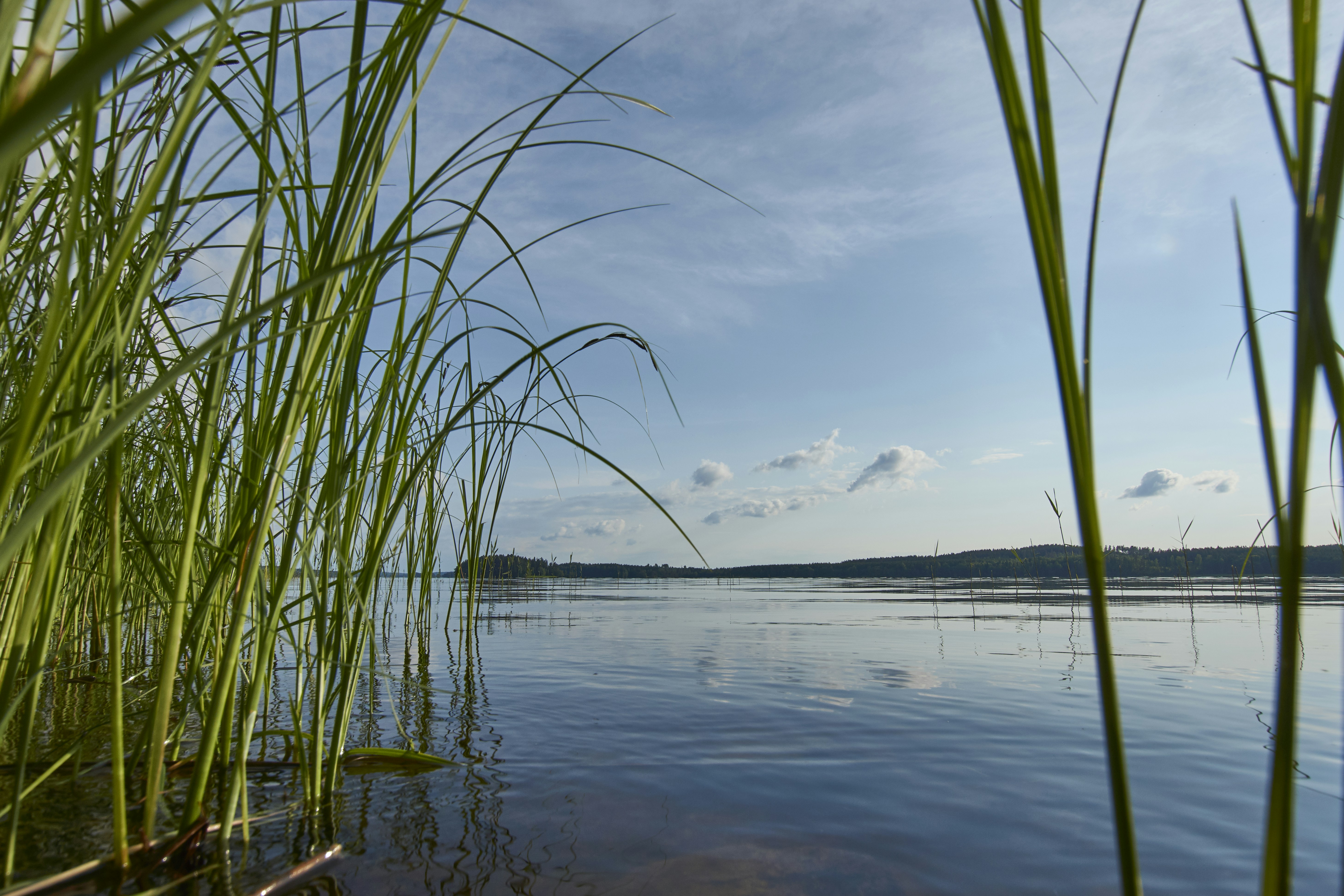 Lush green reeds frame a tranquil lake under a clear blue sky, reflecting the calm water surface. The scene evokes a sense of peace and connection with nature.