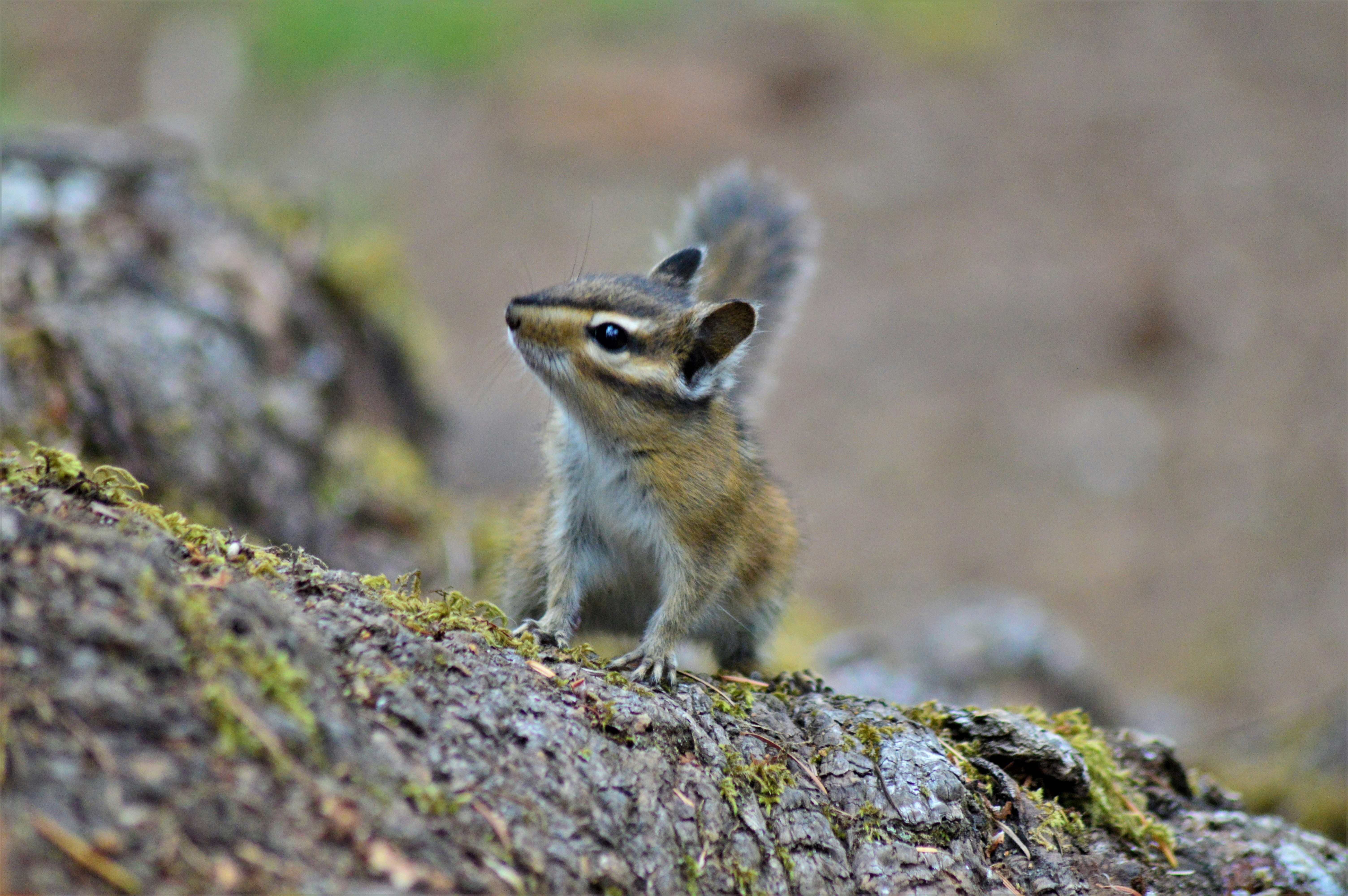 Mossy Log Vigil: A Chipmunk’s Curious Pause