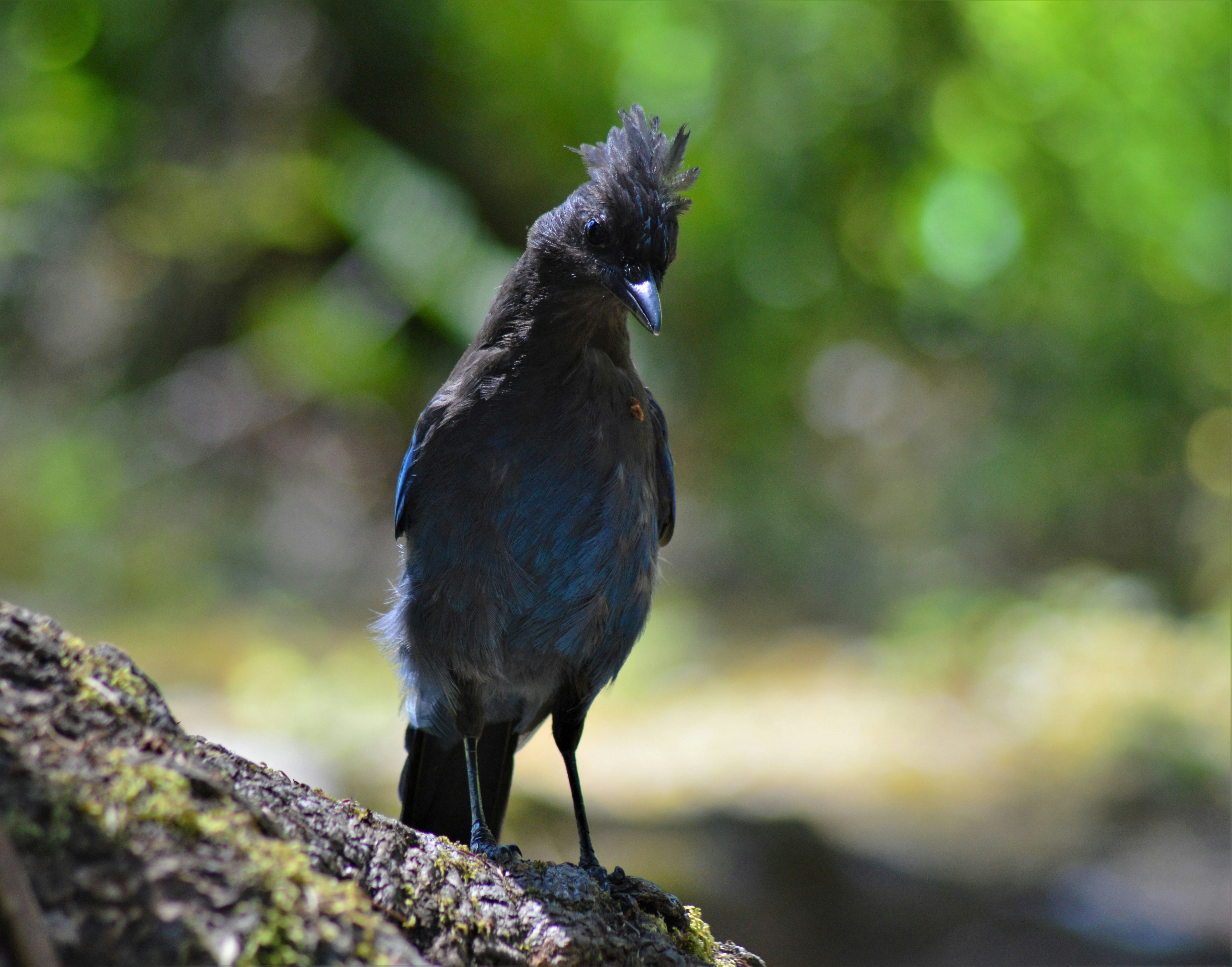 The Quirky Sentinel of the Woods