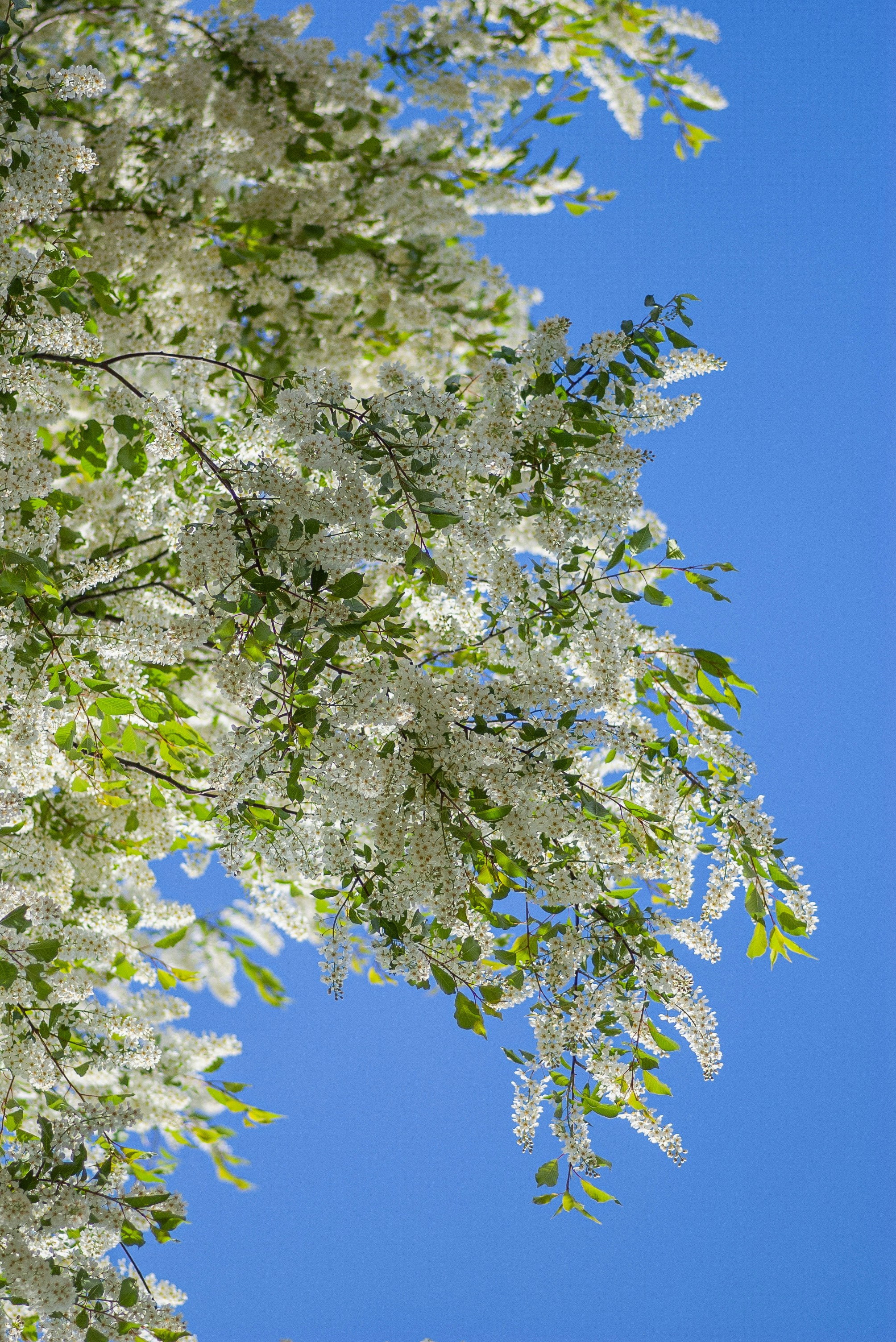Delicate white blossoms cascade from lush green leaves against a clear blue sky.