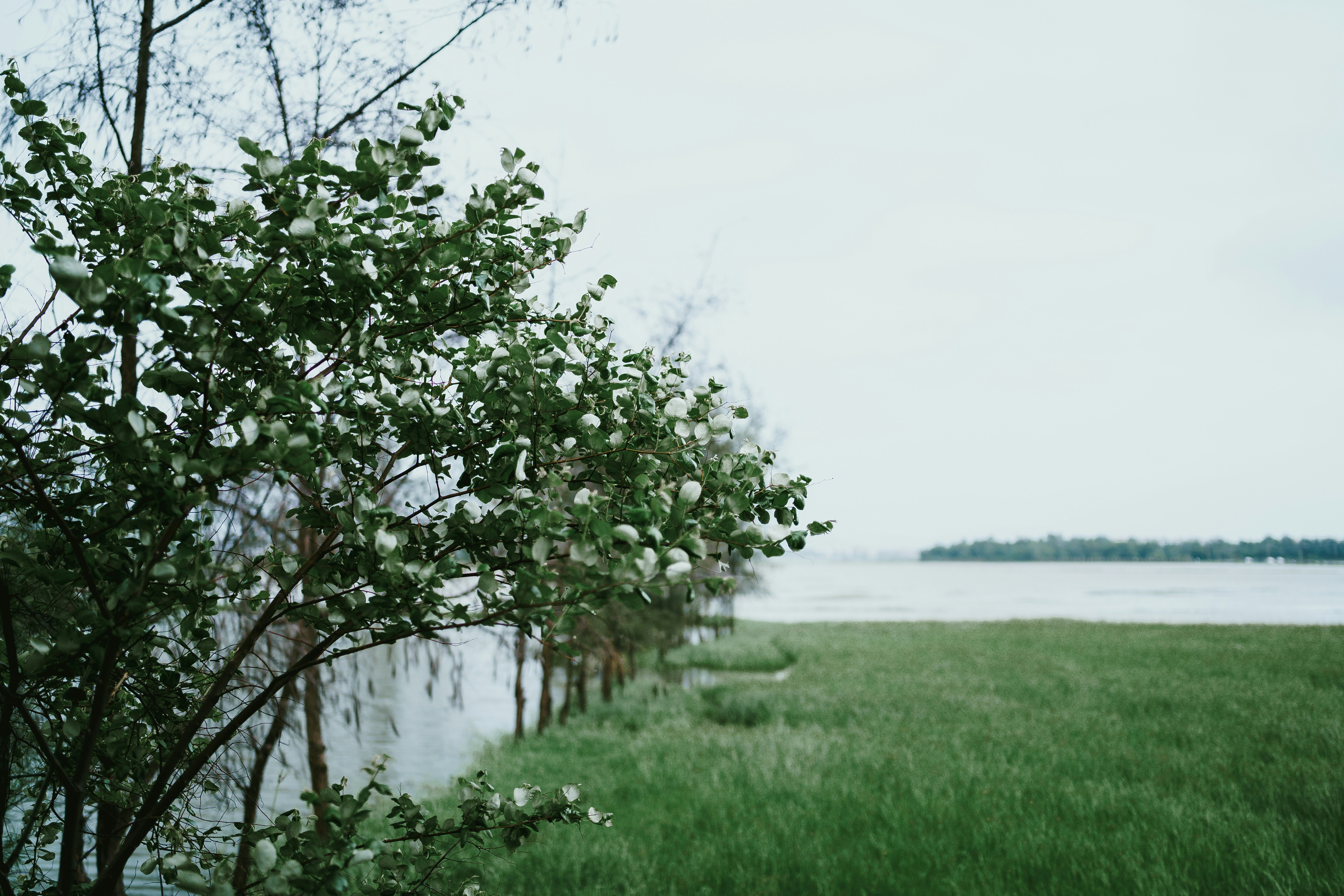 Lush green foliage frames a tranquil riverside scene, with soft grass and distant trees reflecting the calmness of the water. 