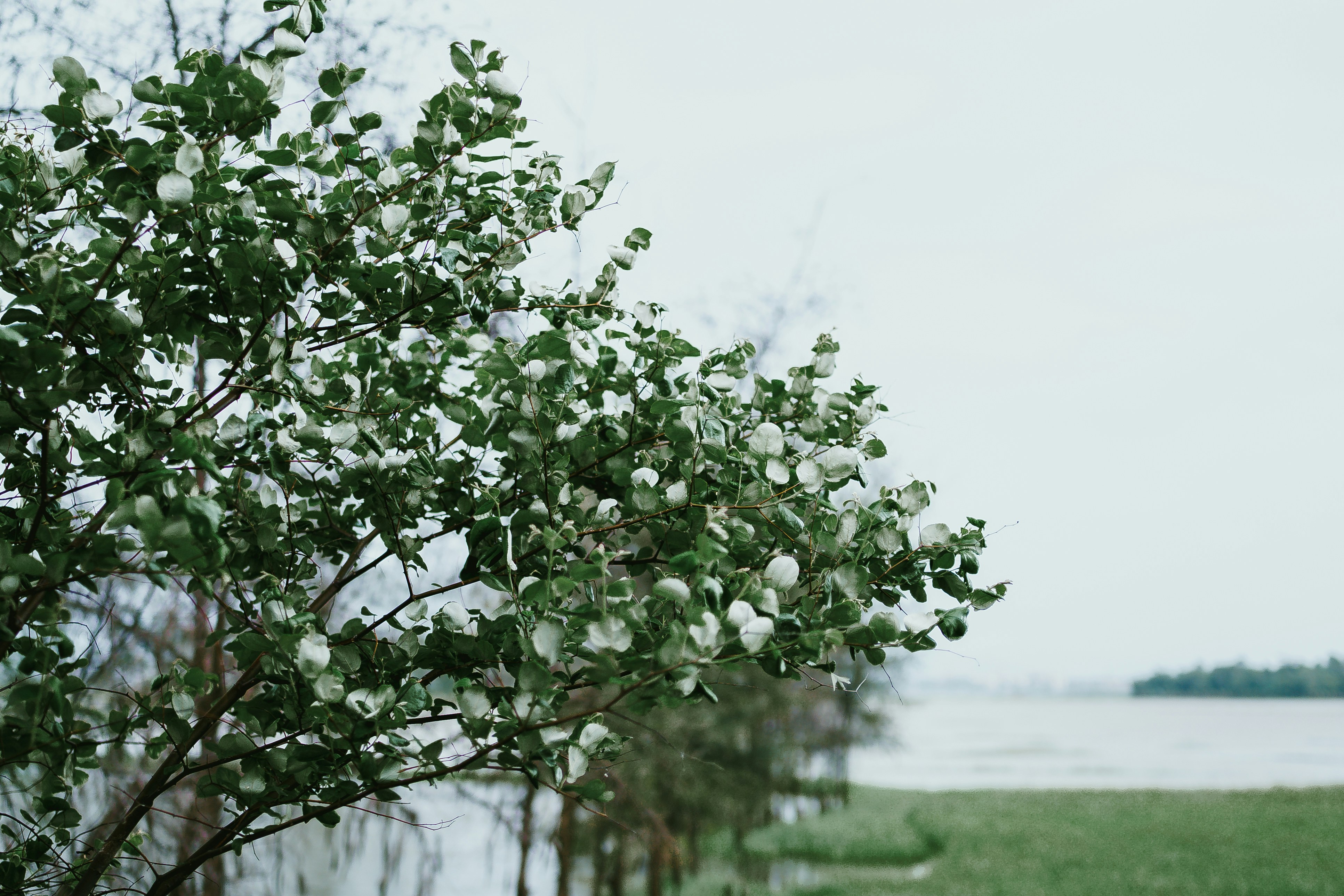 Lakeside Blossoms: White Clusters Framing a Quiet Shore