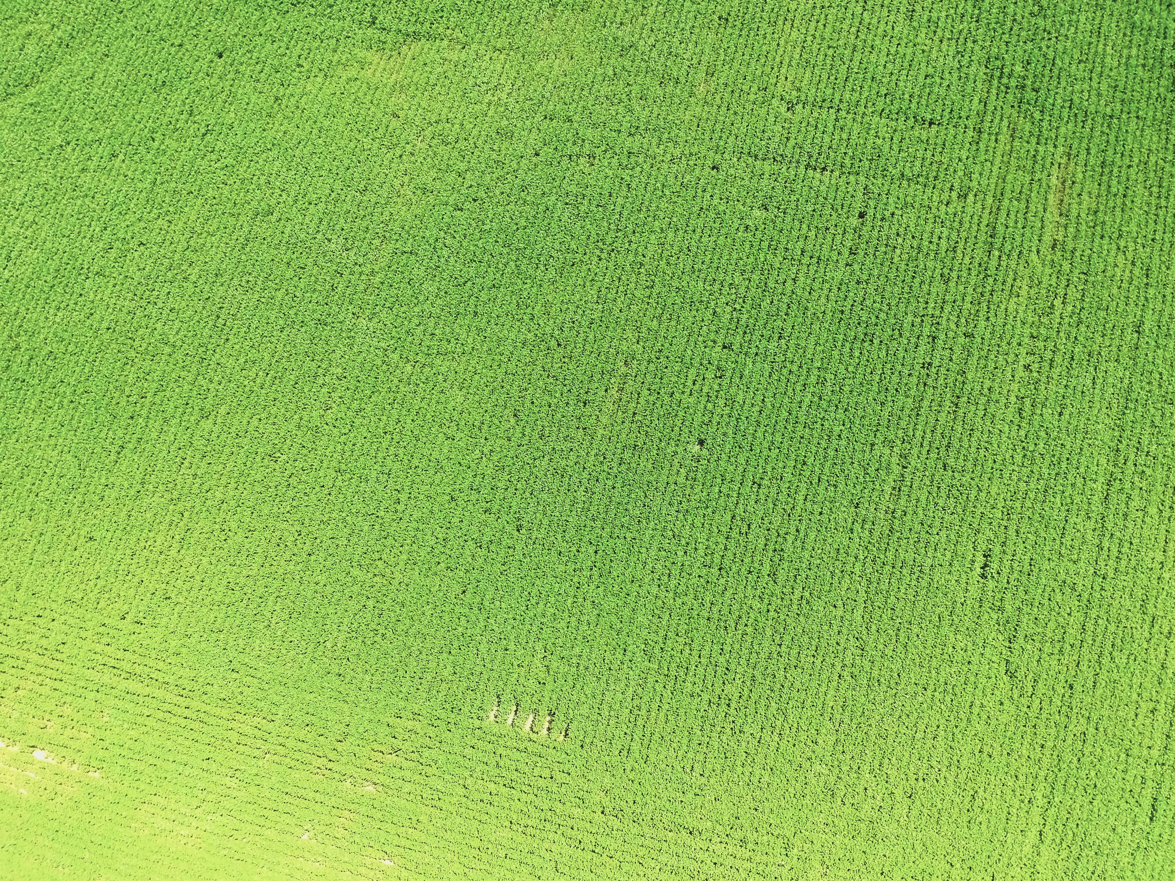 Aerial view of a vibrant green field with subtle textures and patterns.