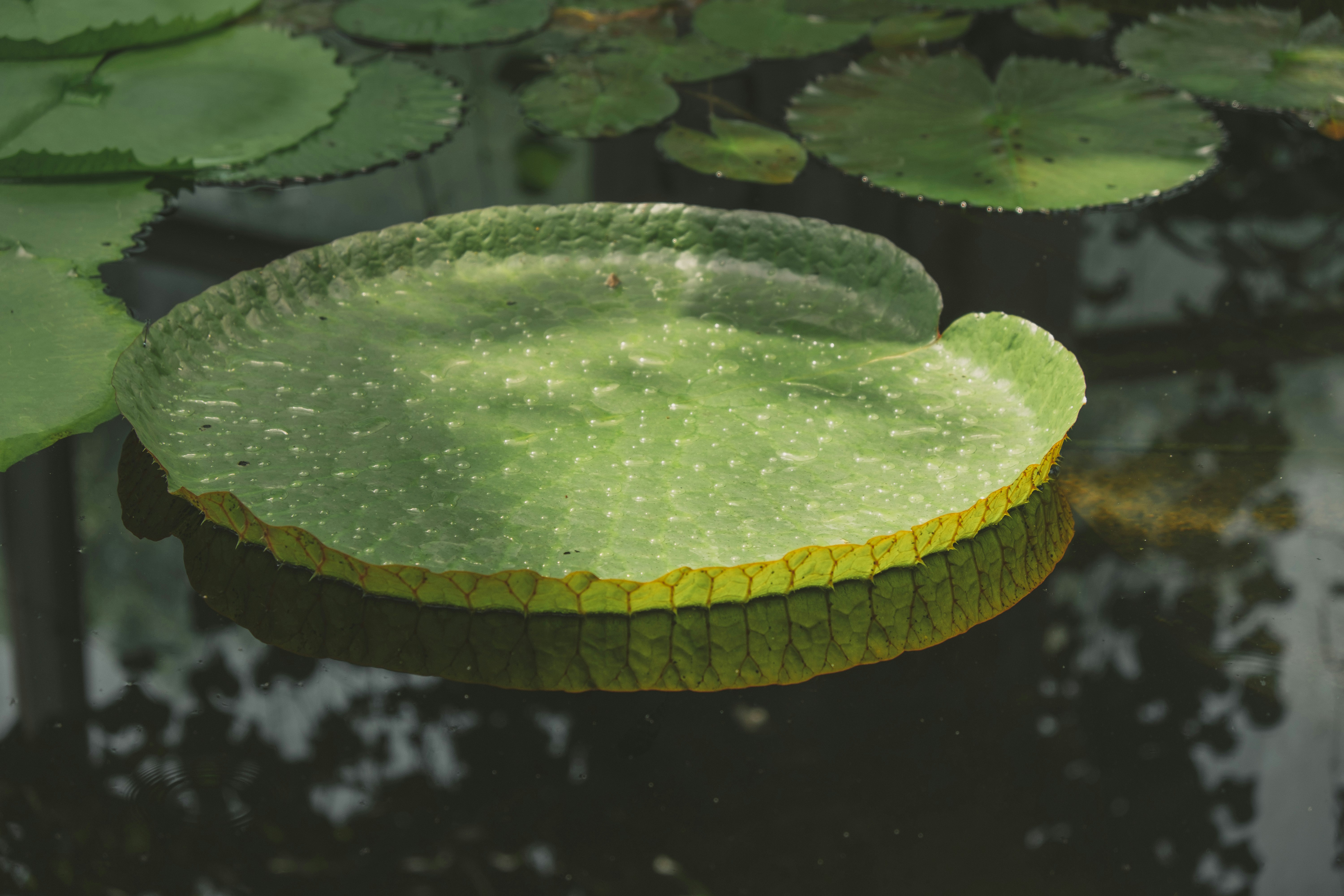Floating Spotlight: The Giant Lily Pad Dominates a Quiet Pond