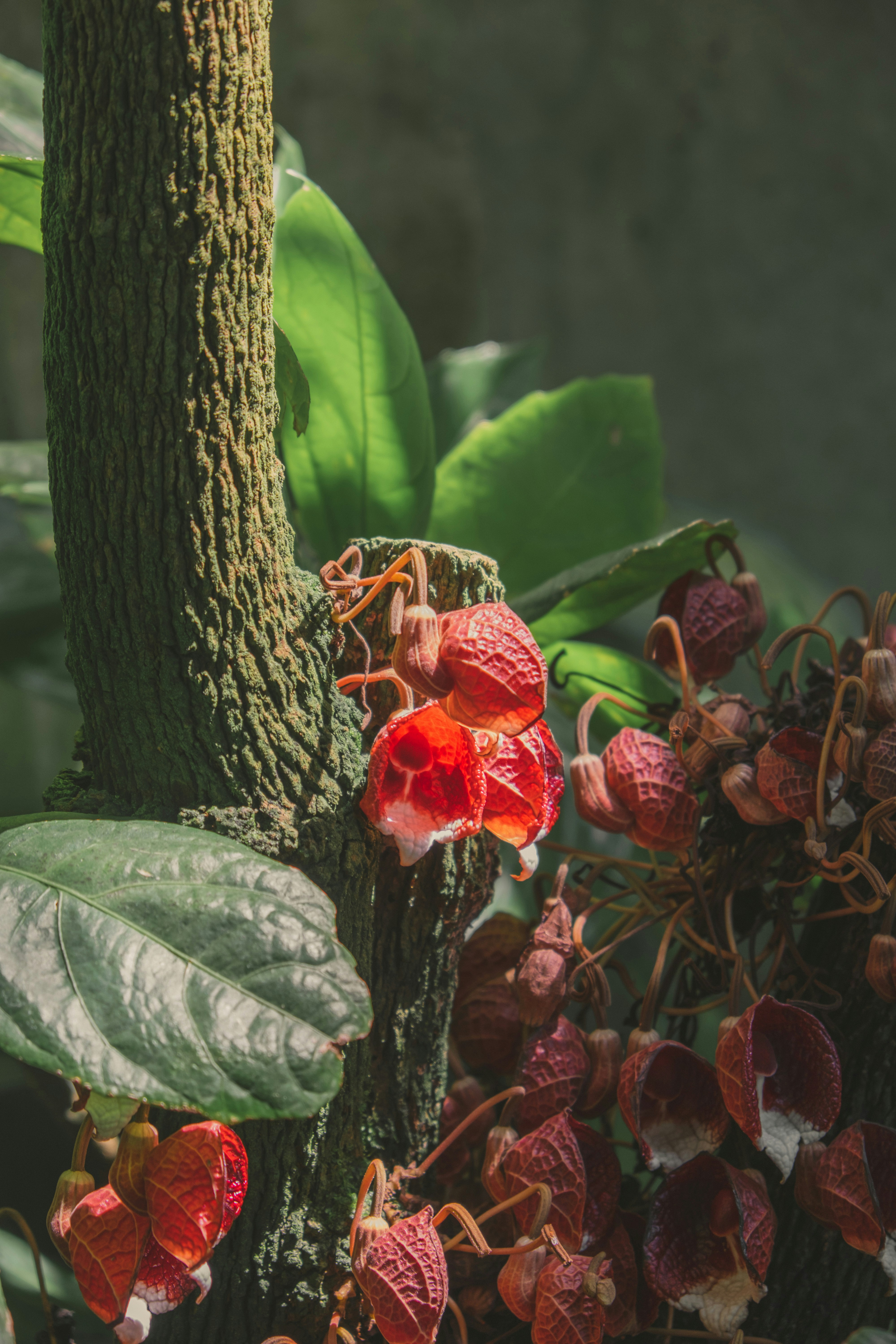 Vibrant Red Hanger of Autumn Leaves Clinging to a Tree
