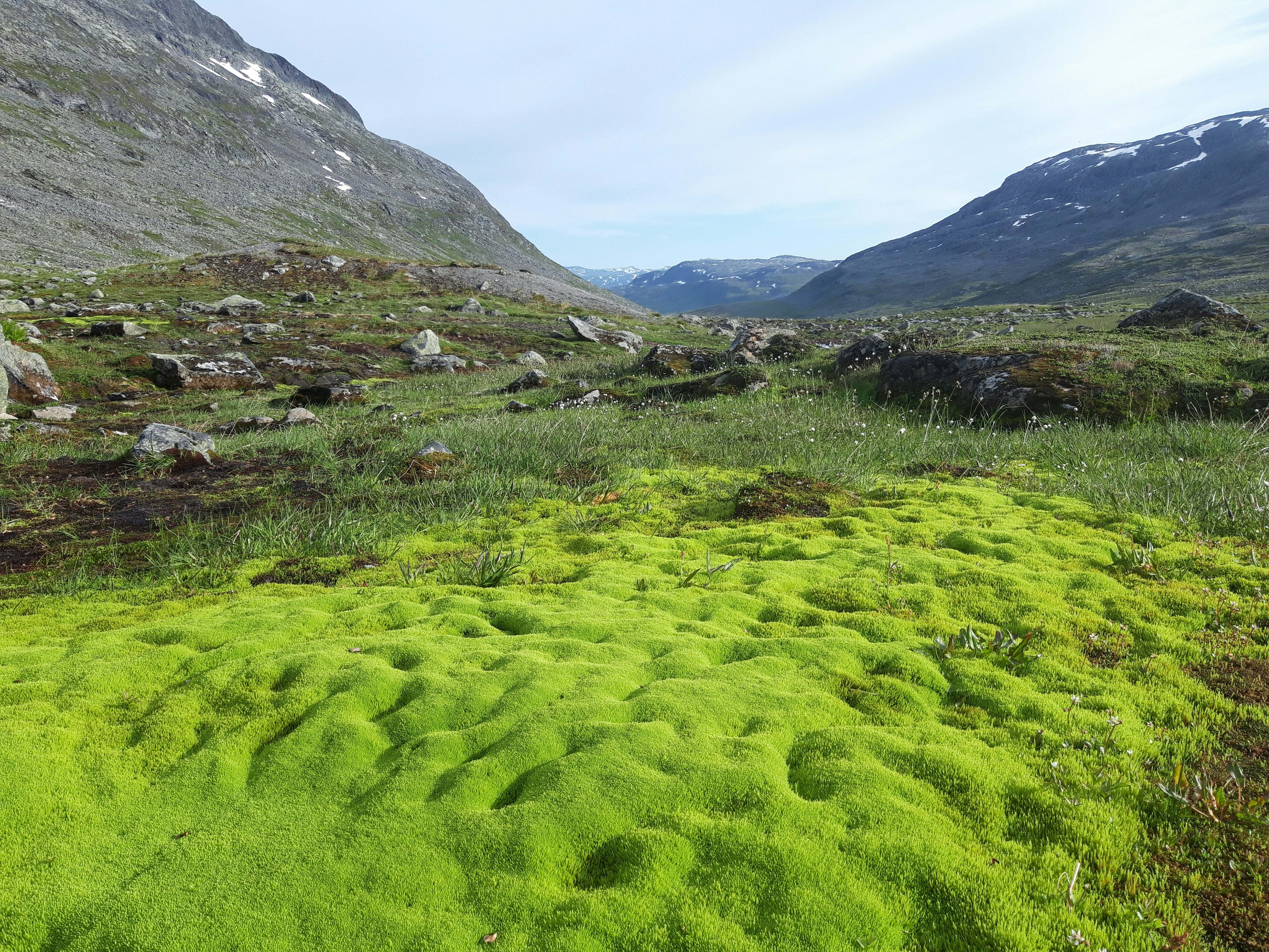 Verdant moss blankets the foreground of a wide alpine valley, with scattered rocks and distant snow-dusted mountains under a pale blue sky.