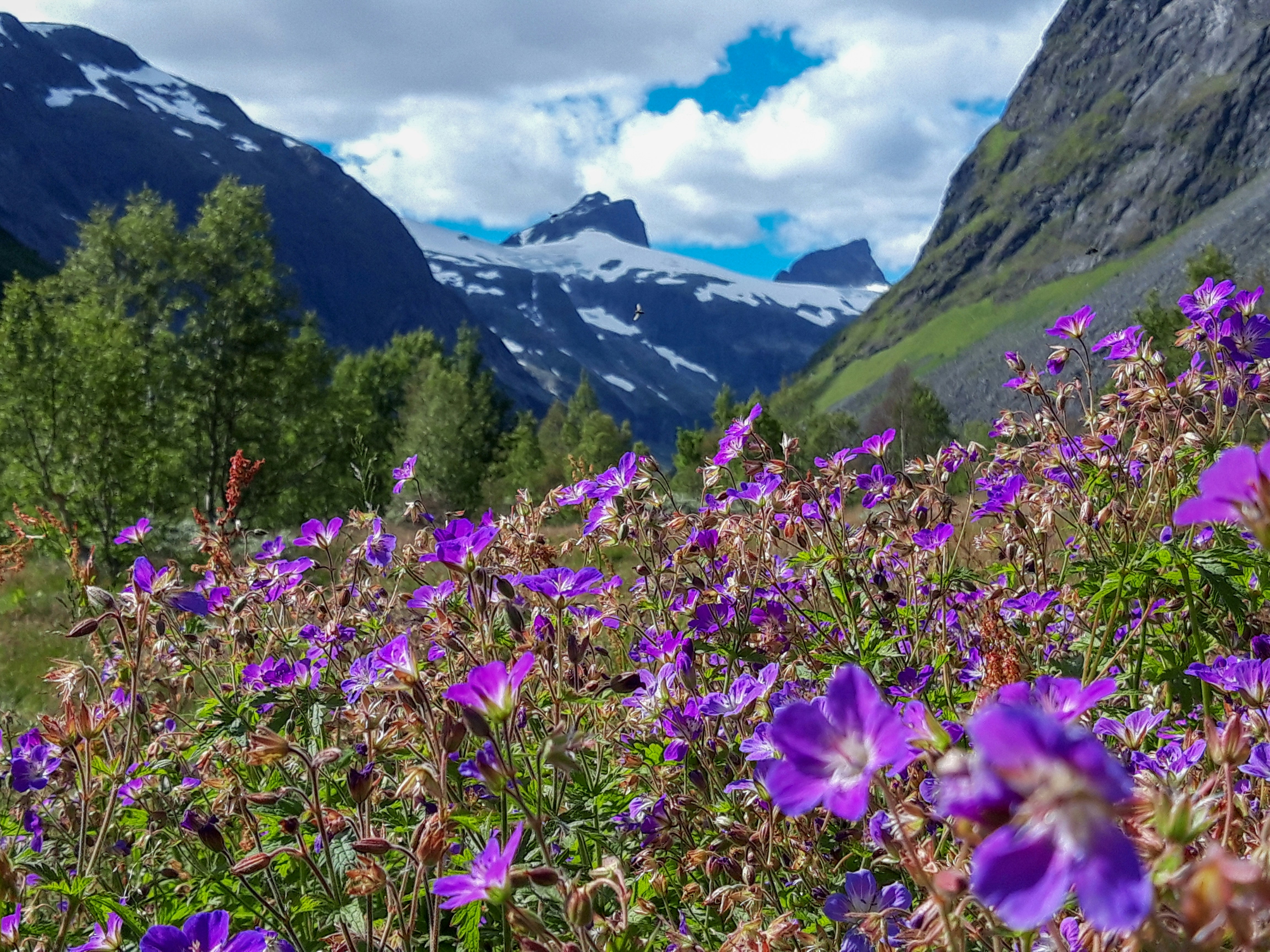 Field of vibrant purple flowers in the foreground, with snow-capped mountains and a blue sky in the background.