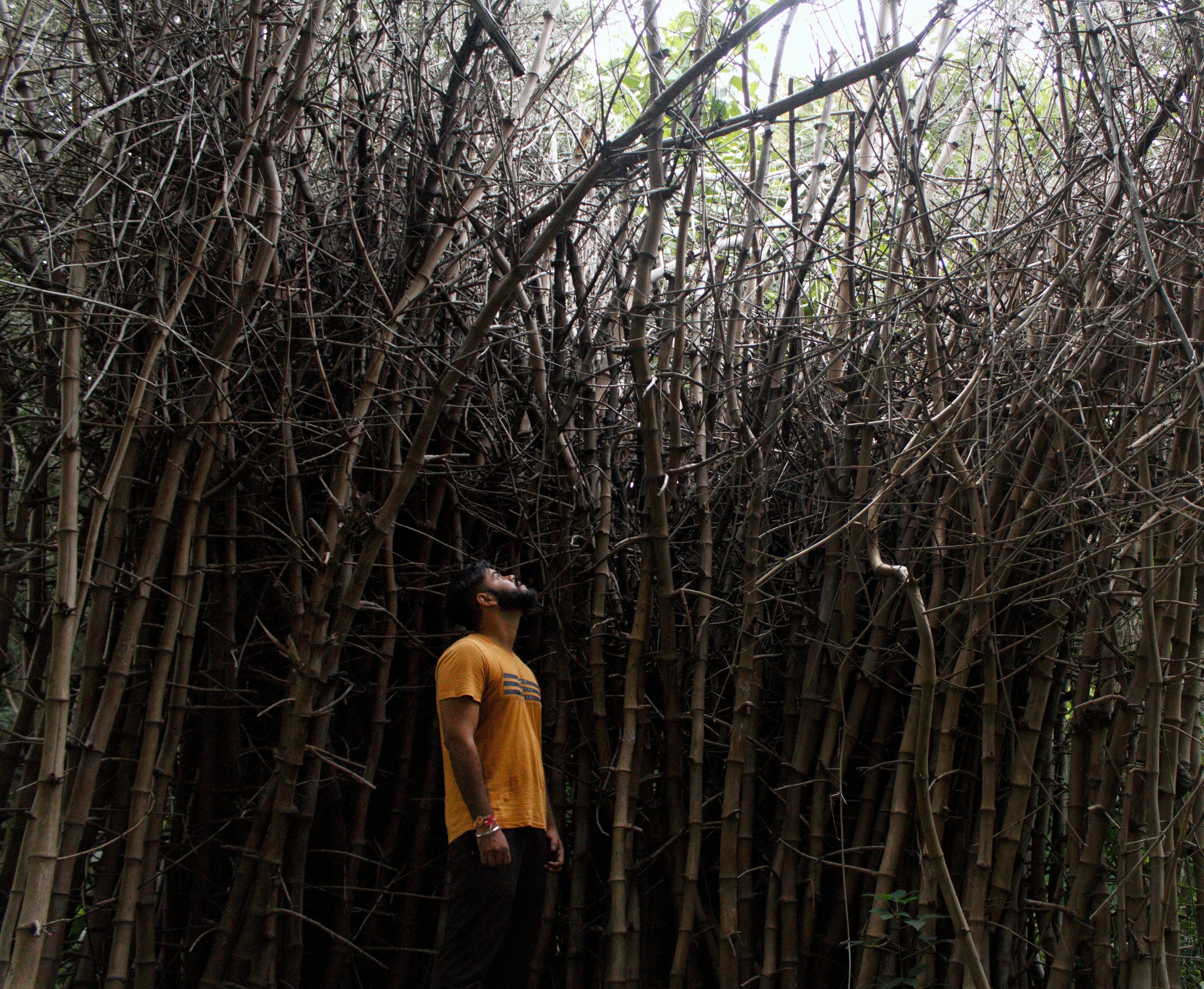 Amber Figure Beneath the Bamboo Labyrinth: A Quiet Gaze