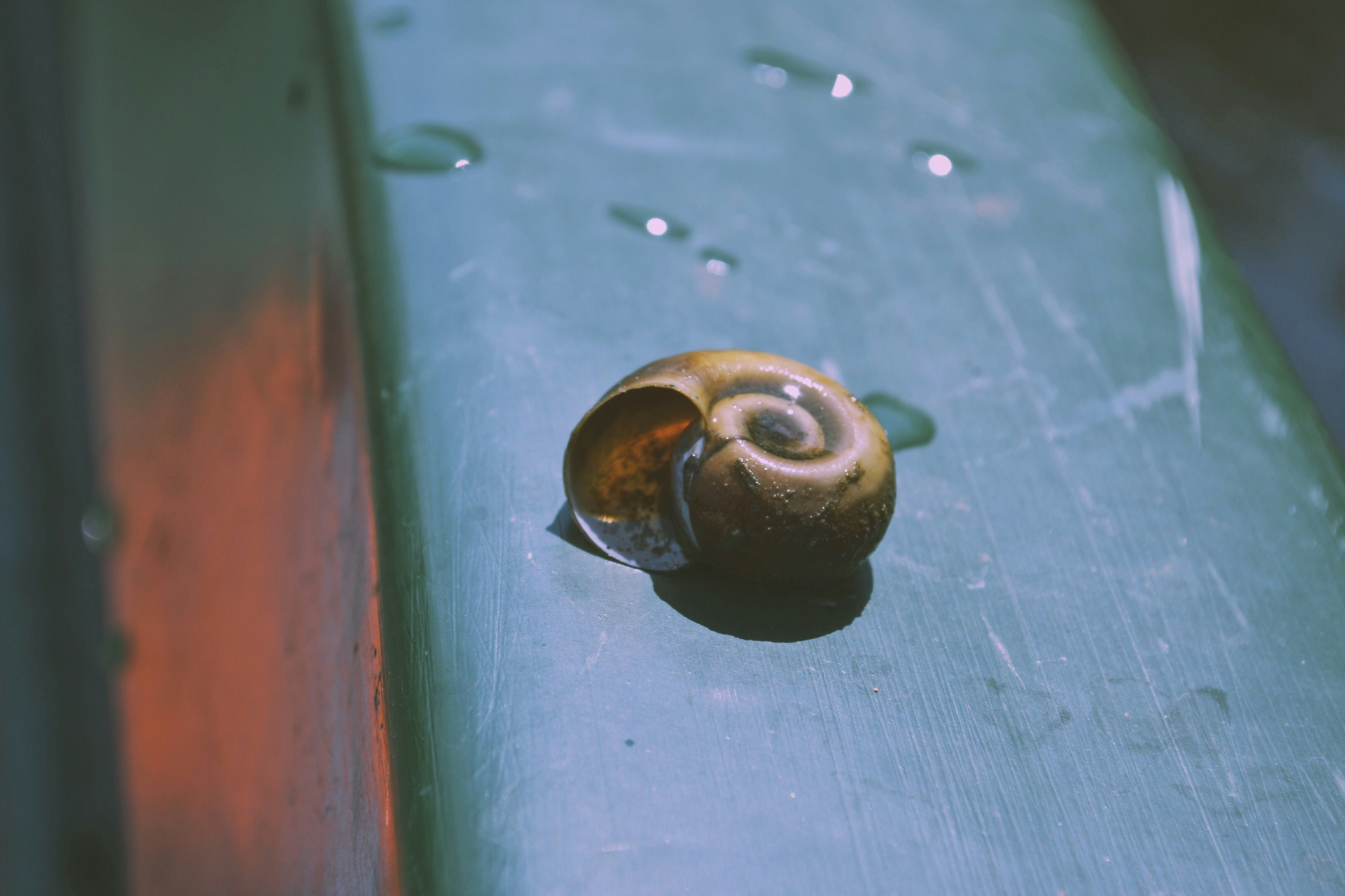A brown snail rests on a green surface, glistening with droplets of water, capturing a moment of tranquility by the water's edge.