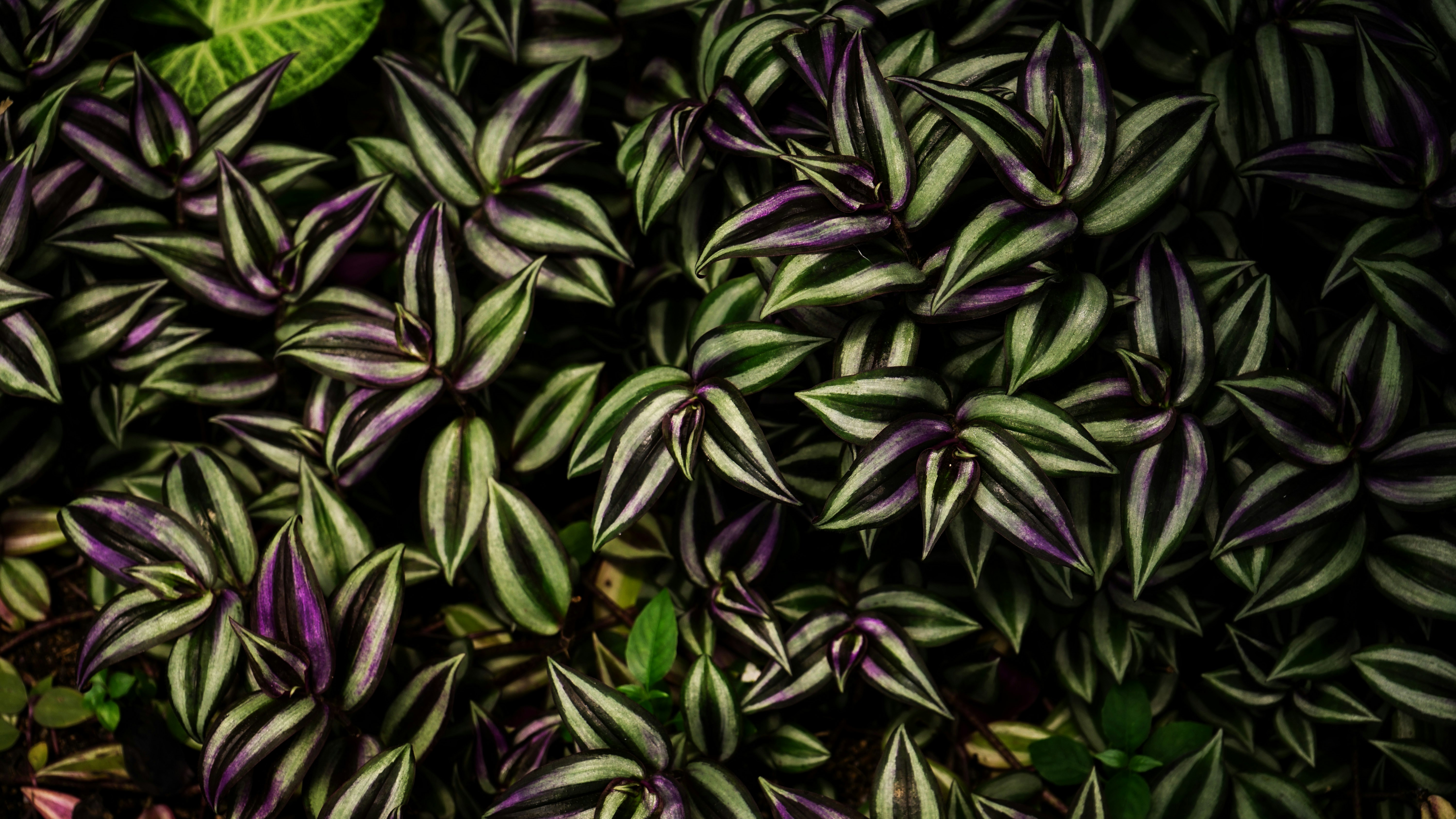 Prismatic Foliage Mosaic: Velvet Green with Violet Edges