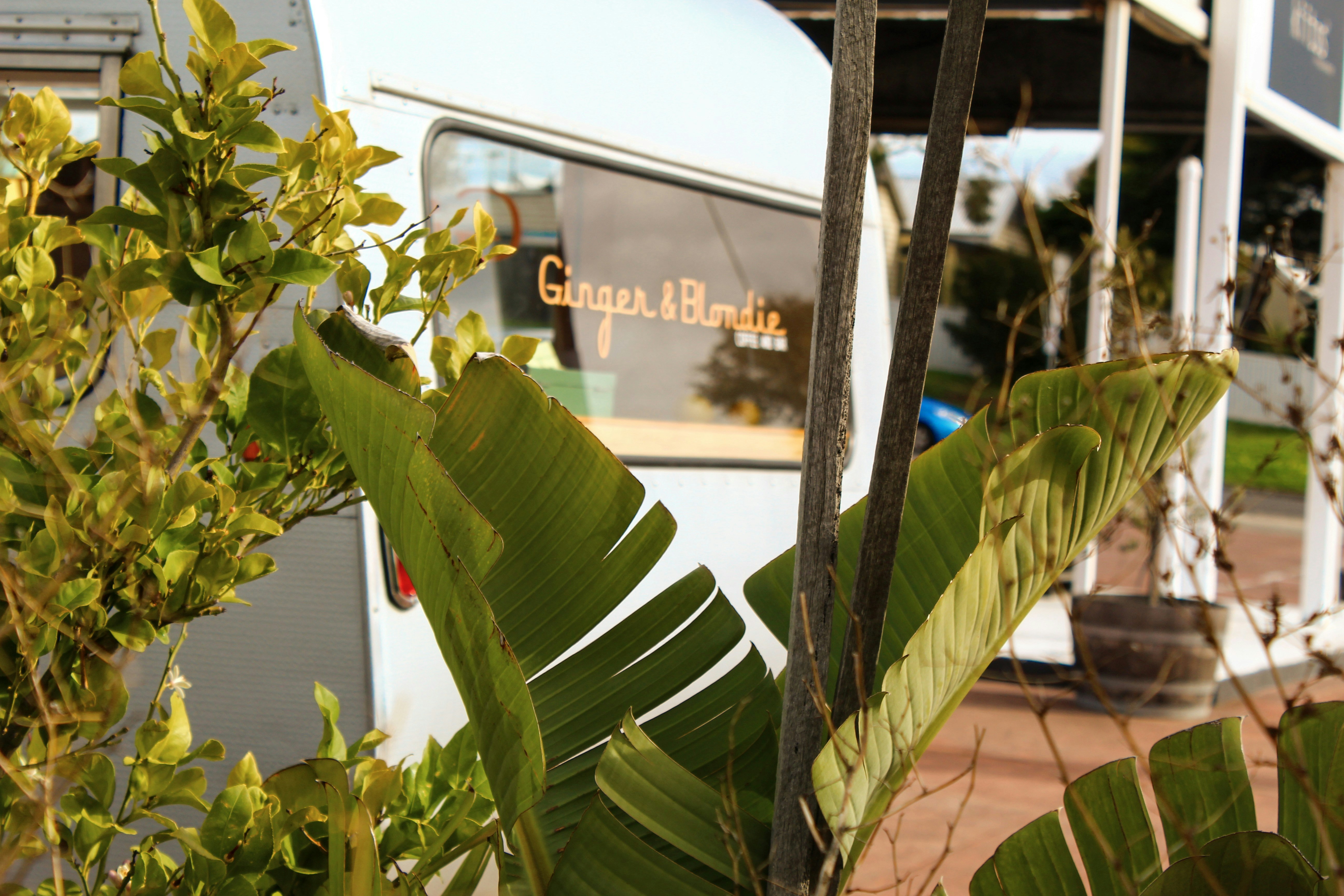Sunlit Bus Window with Tropical Foliage