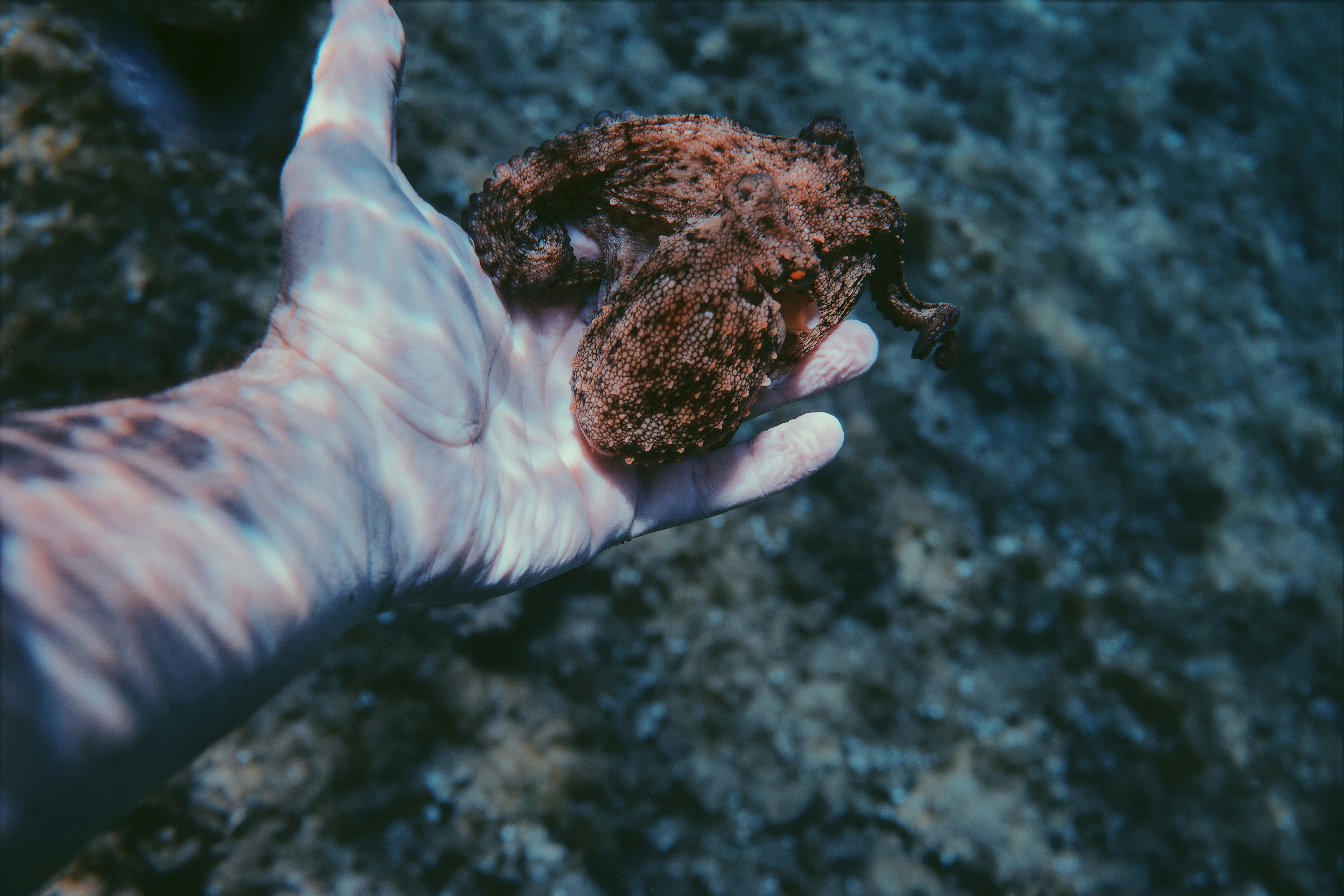 Palm Cradle: A Brown Sea Star Resting in Sunlit Reef Waters