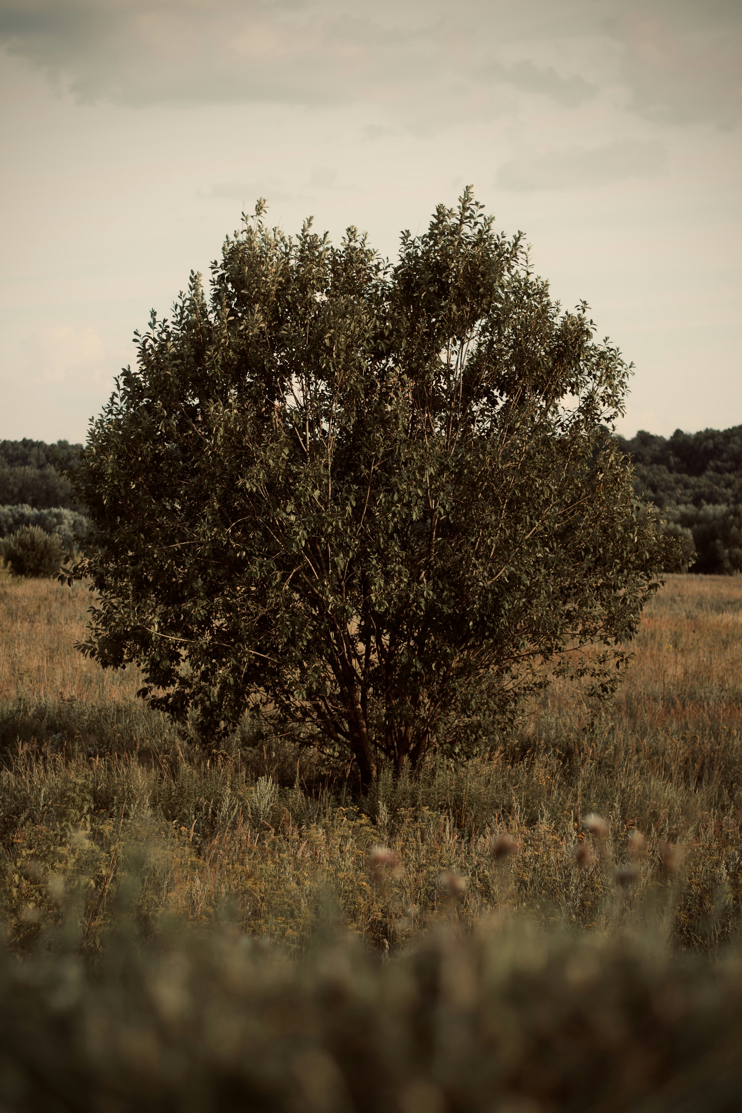 A lone tree stands amidst a golden field, surrounded by gentle foliage under a moody sky. The tranquil scene captures the essence of solitude in nature.
