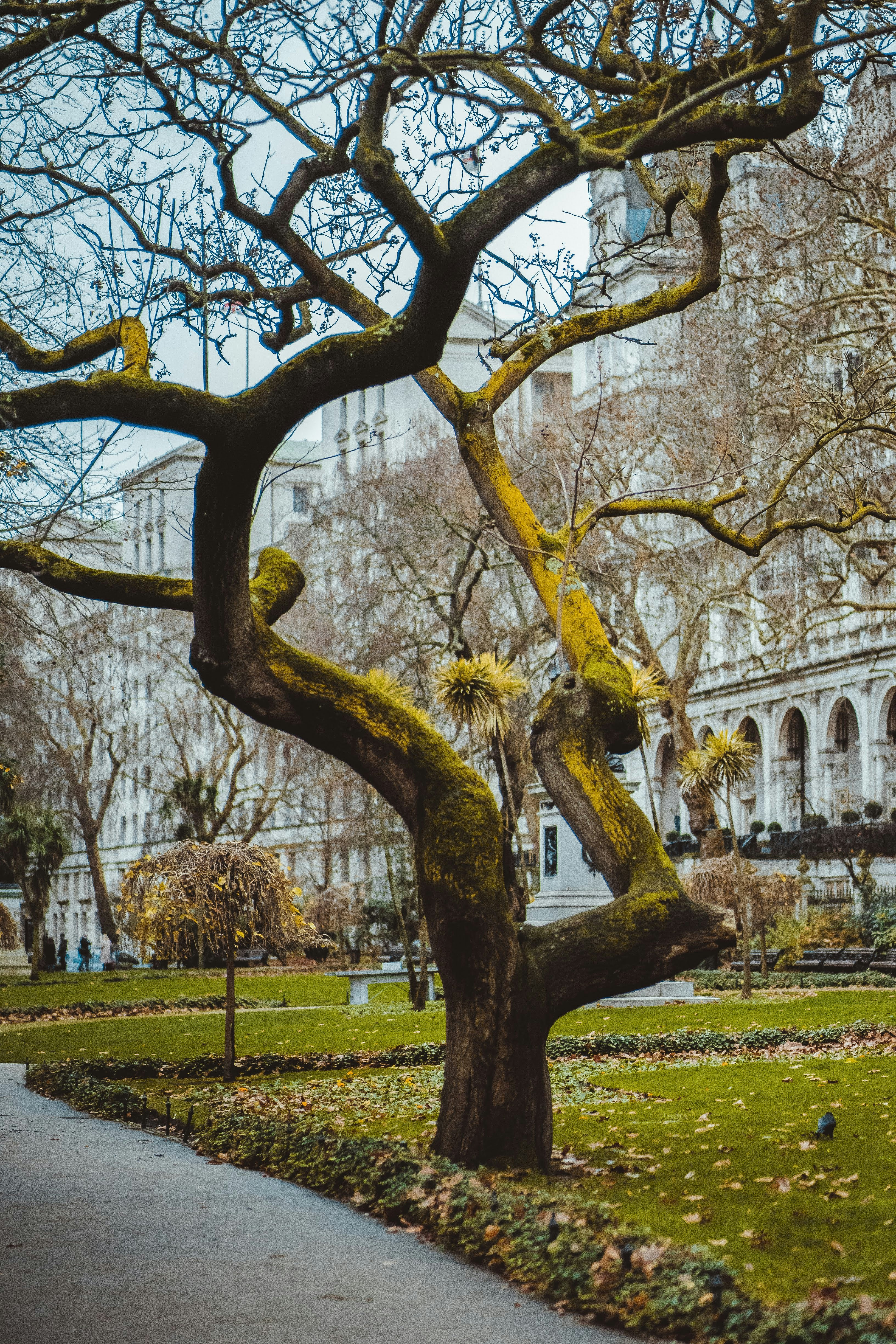 Gnarled Arboreal Spiral Framing a Baroque Courtyard