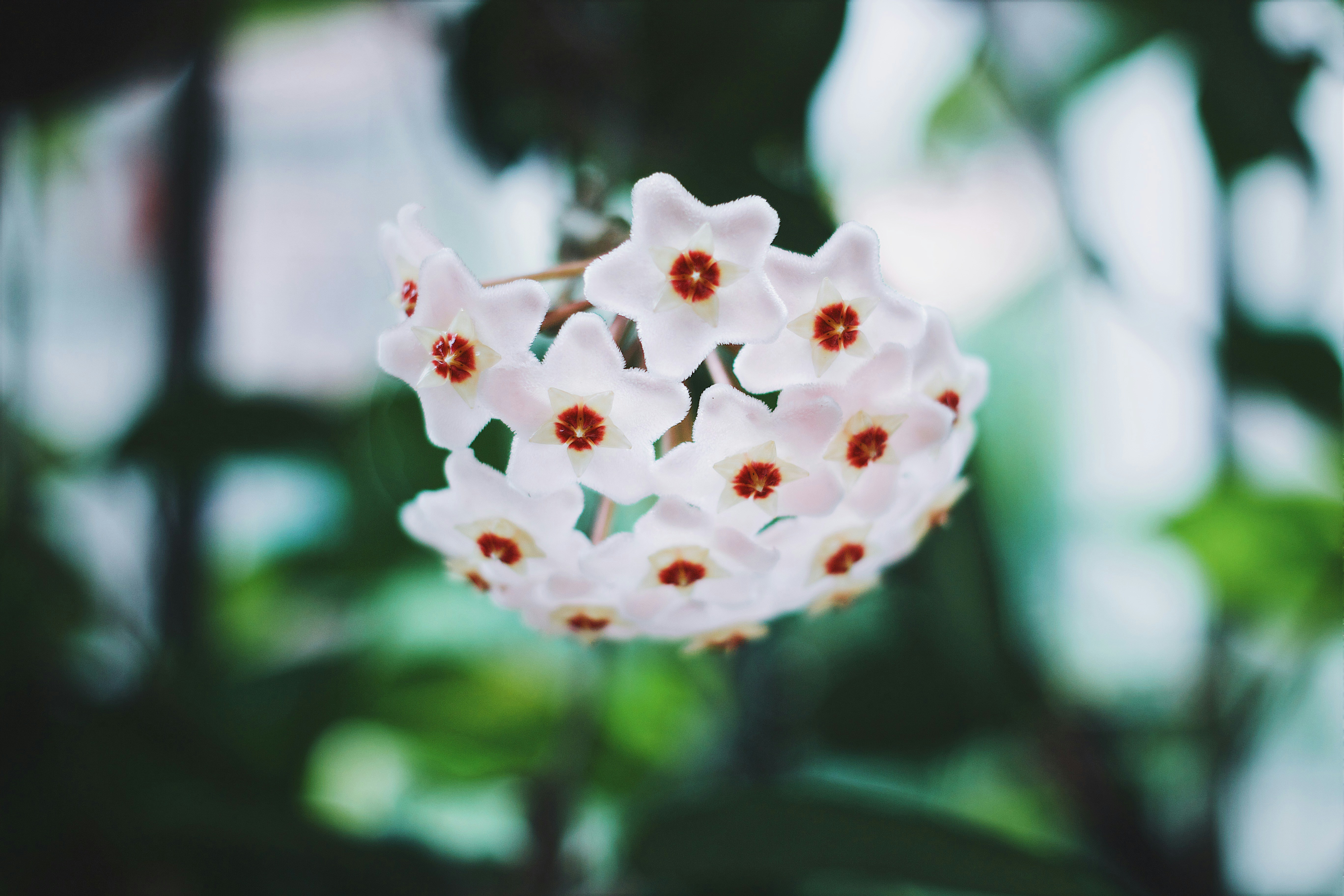 Floating Cluster: White Flowers with Red-Centered Accents in Soft Backlight