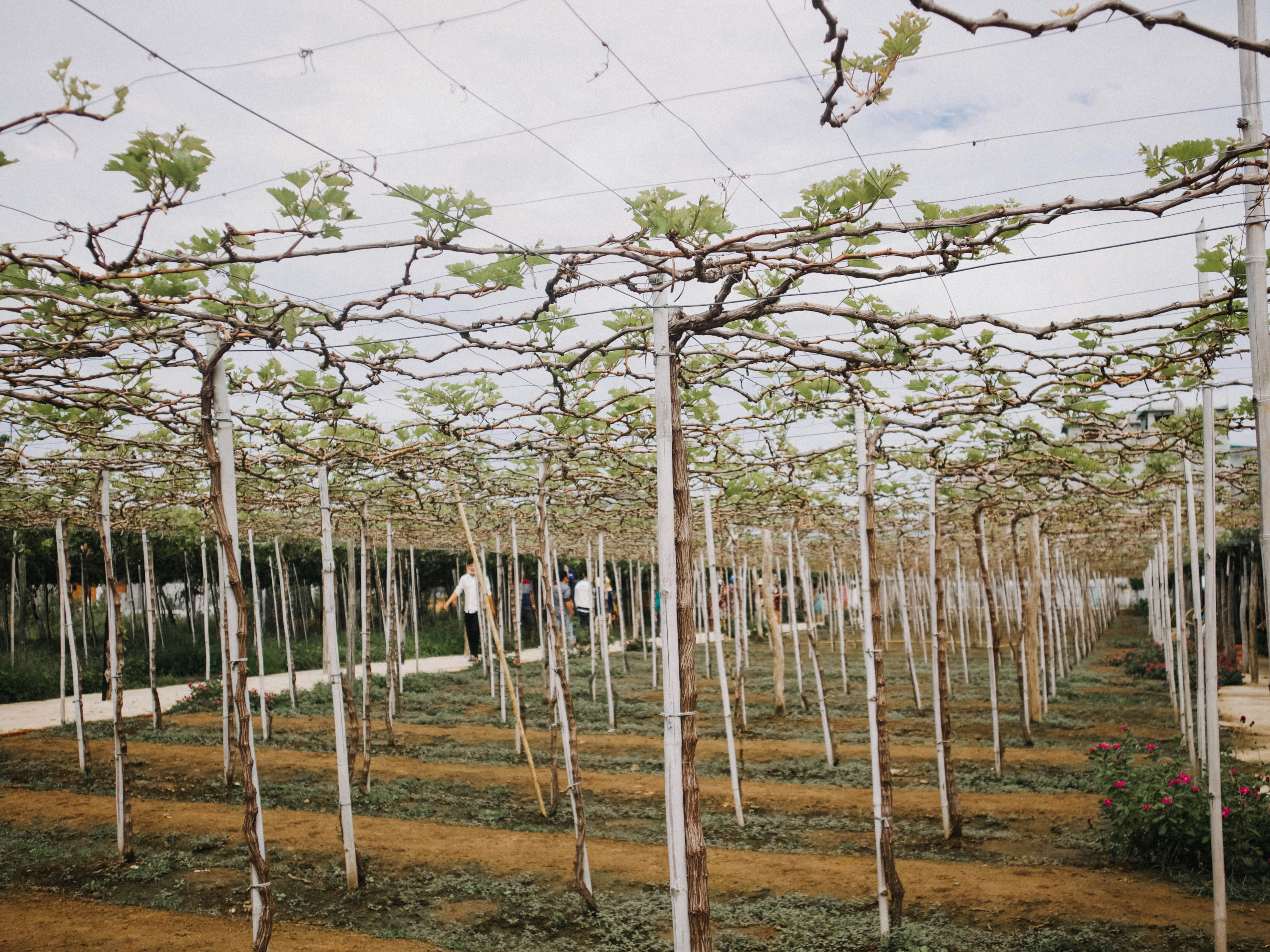 Rows of grapevines stretch across the landscape, their leafy tendrils reaching for the sky in a vineyard setting. Visitors stroll through the lush greenery.