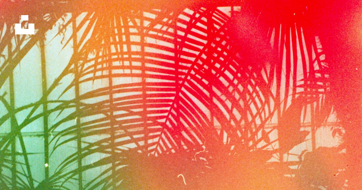 Foto Planta De Hojas Verdes Imagen Fotografía Analógica Gratis En