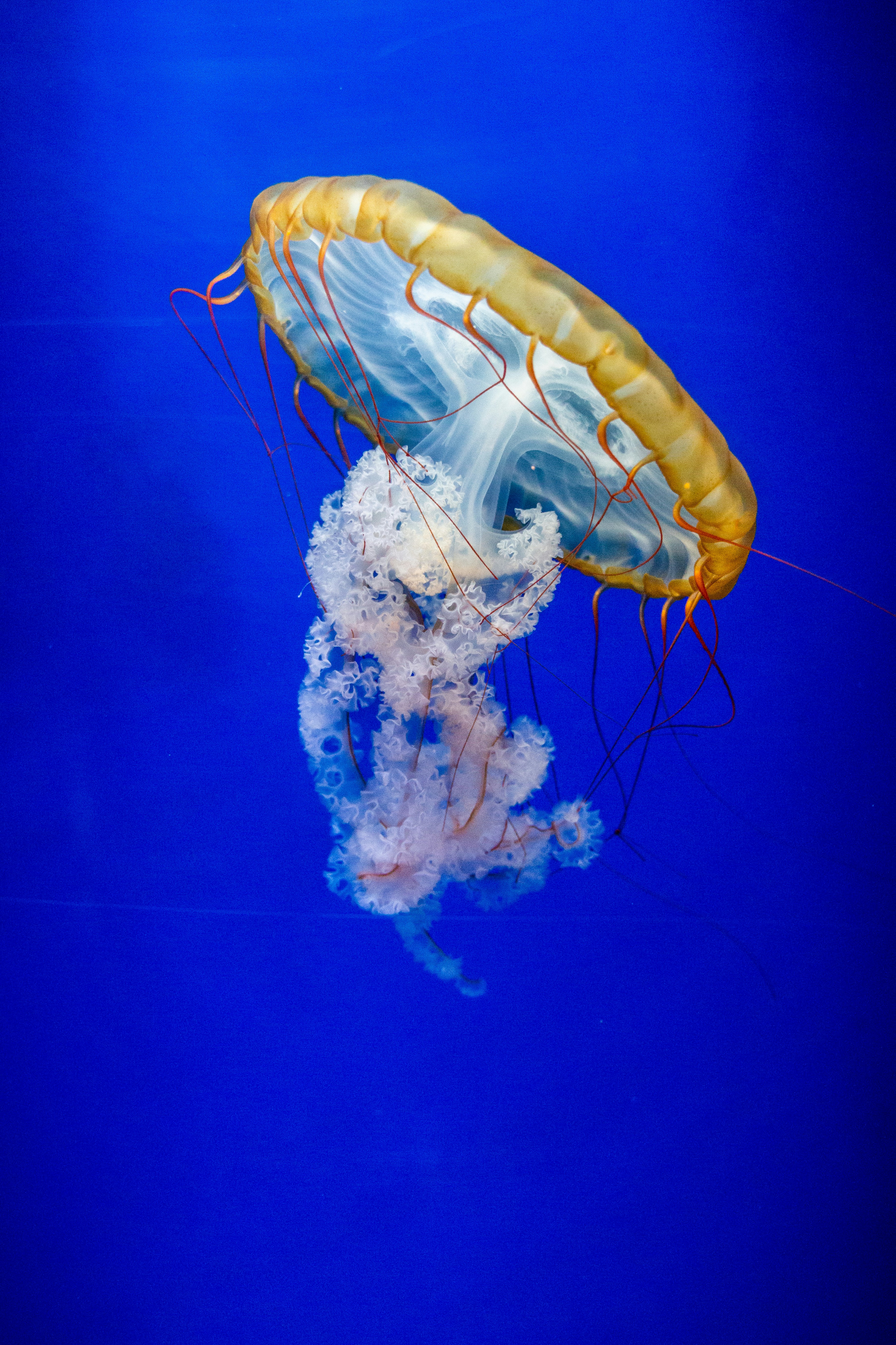 A jellyfish gracefully floats in a vibrant blue environment, showcasing its delicate tentacles and translucent body.
