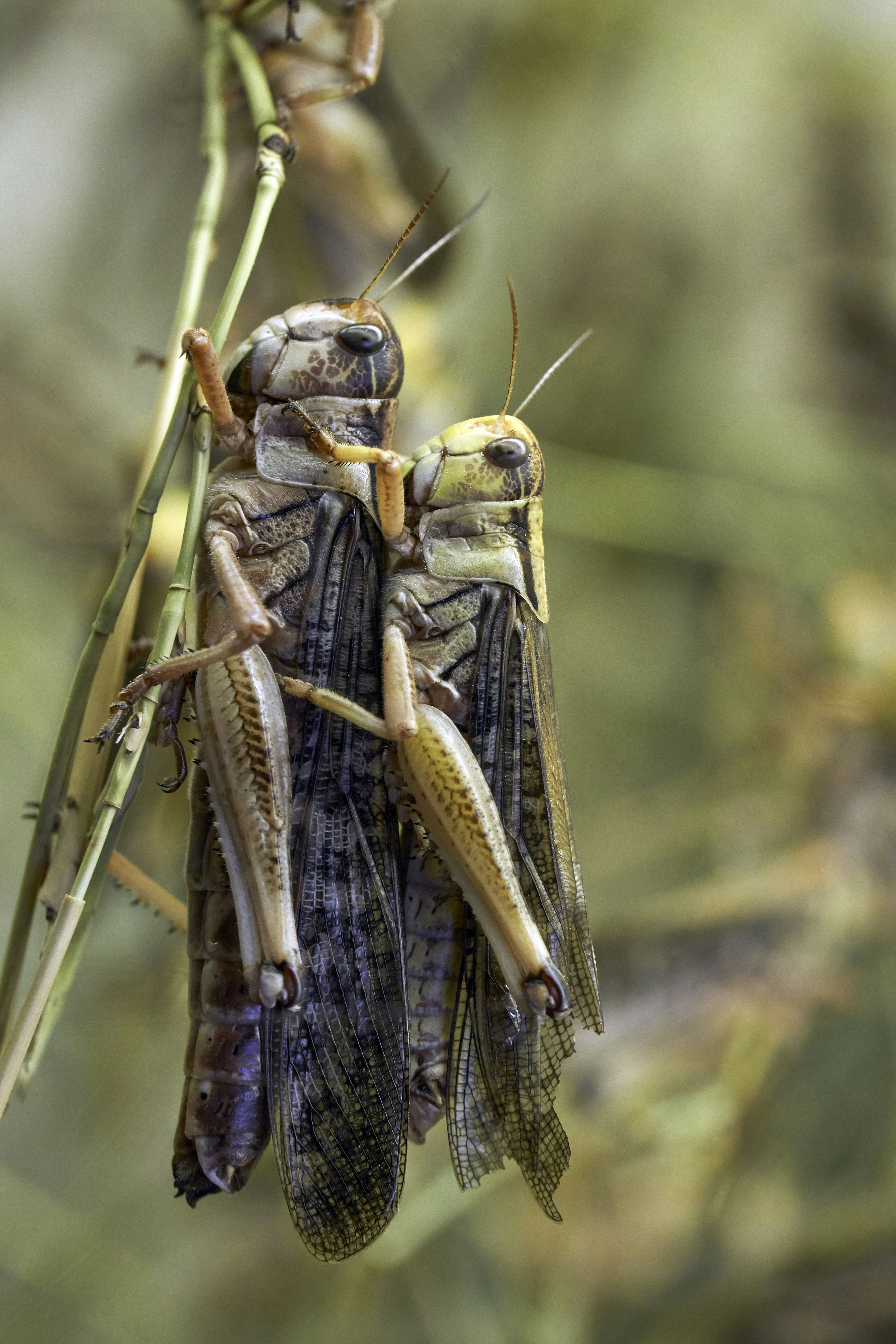 Twin Cicadas on a Stem: Veined Wings in Quiet Light