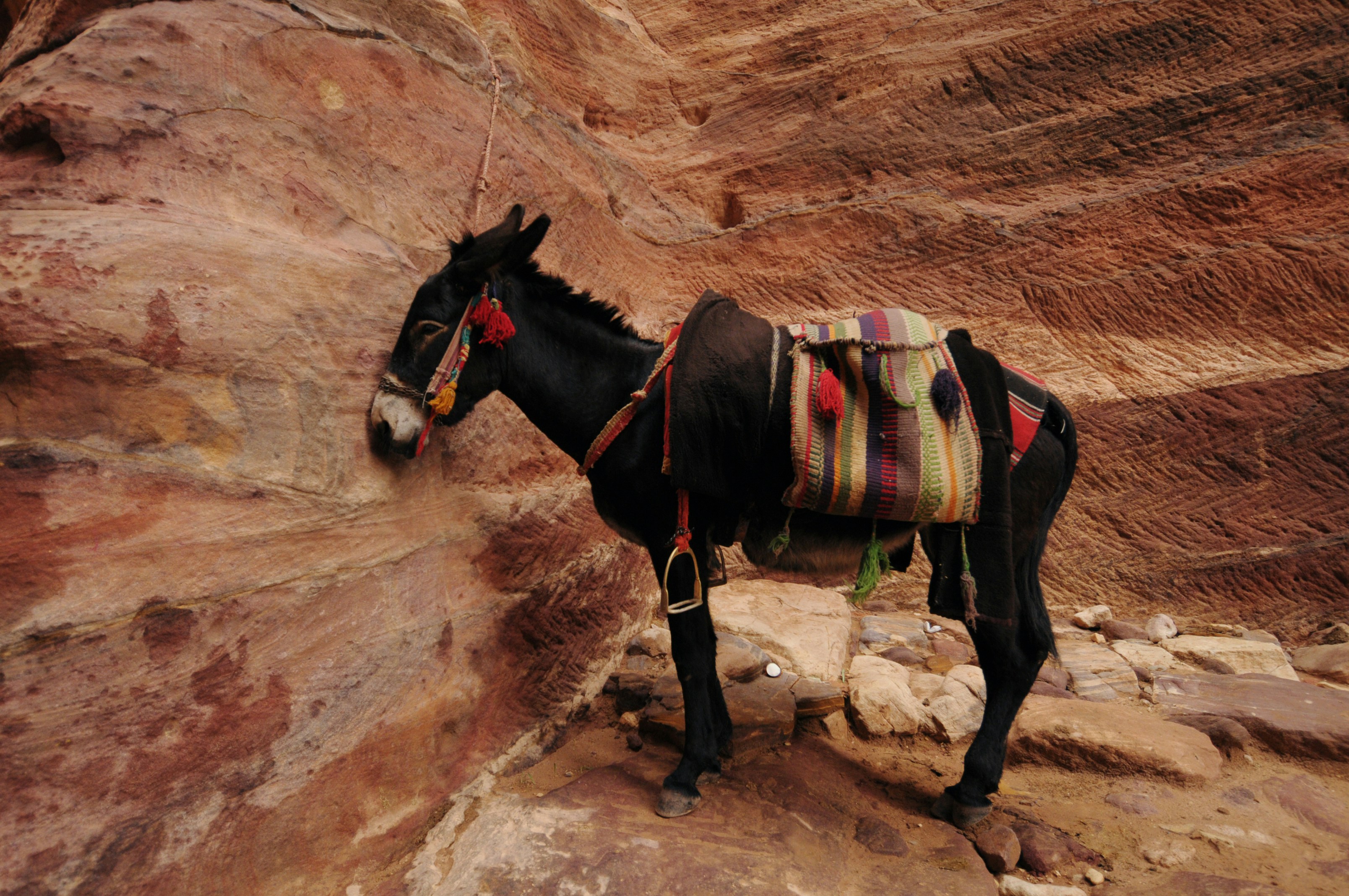 Burro negro foto – Imagen de Caballo gratuita en Unsplash