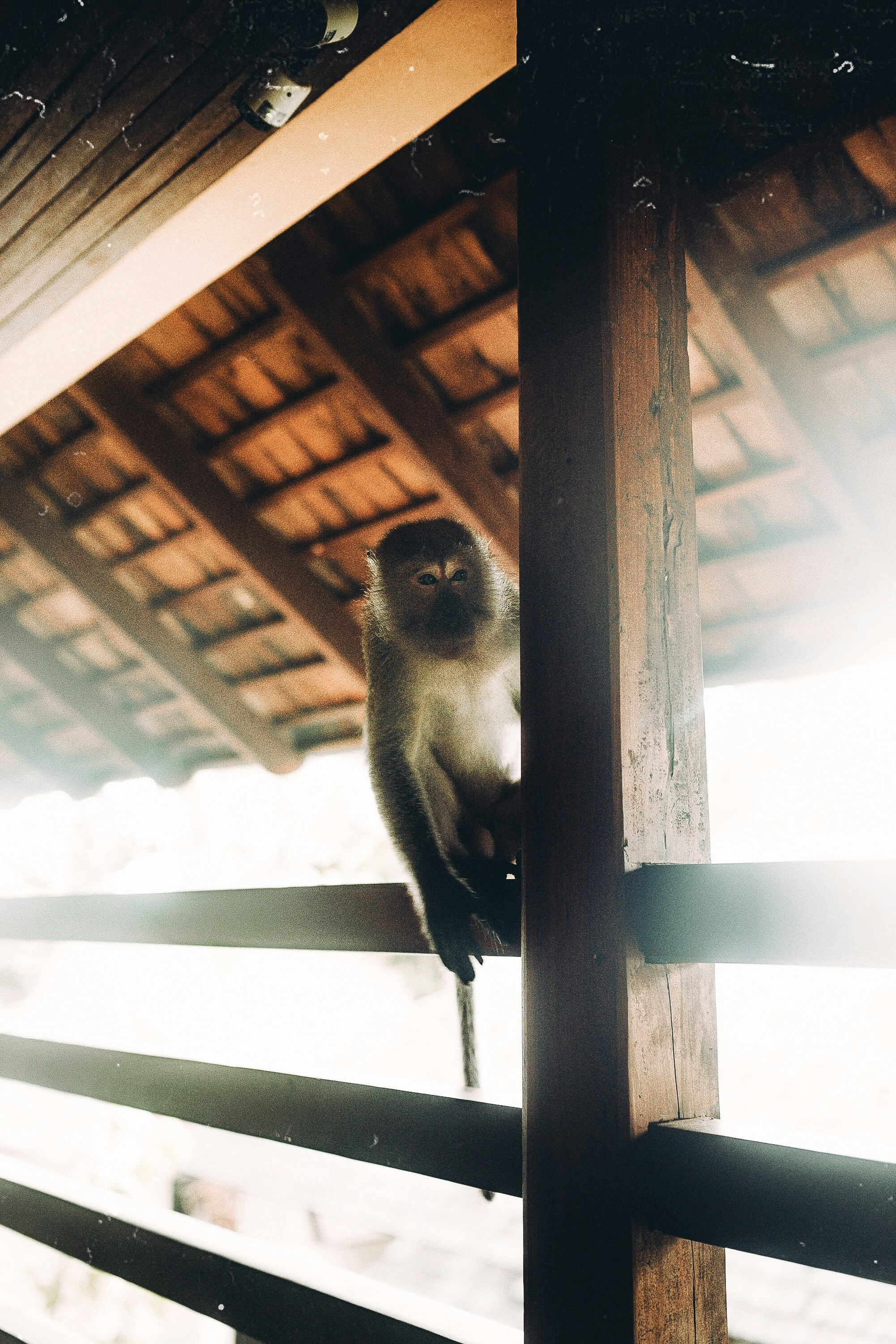 Curious Macaque Perched on Weathered Rails Beneath Slatted Eaves