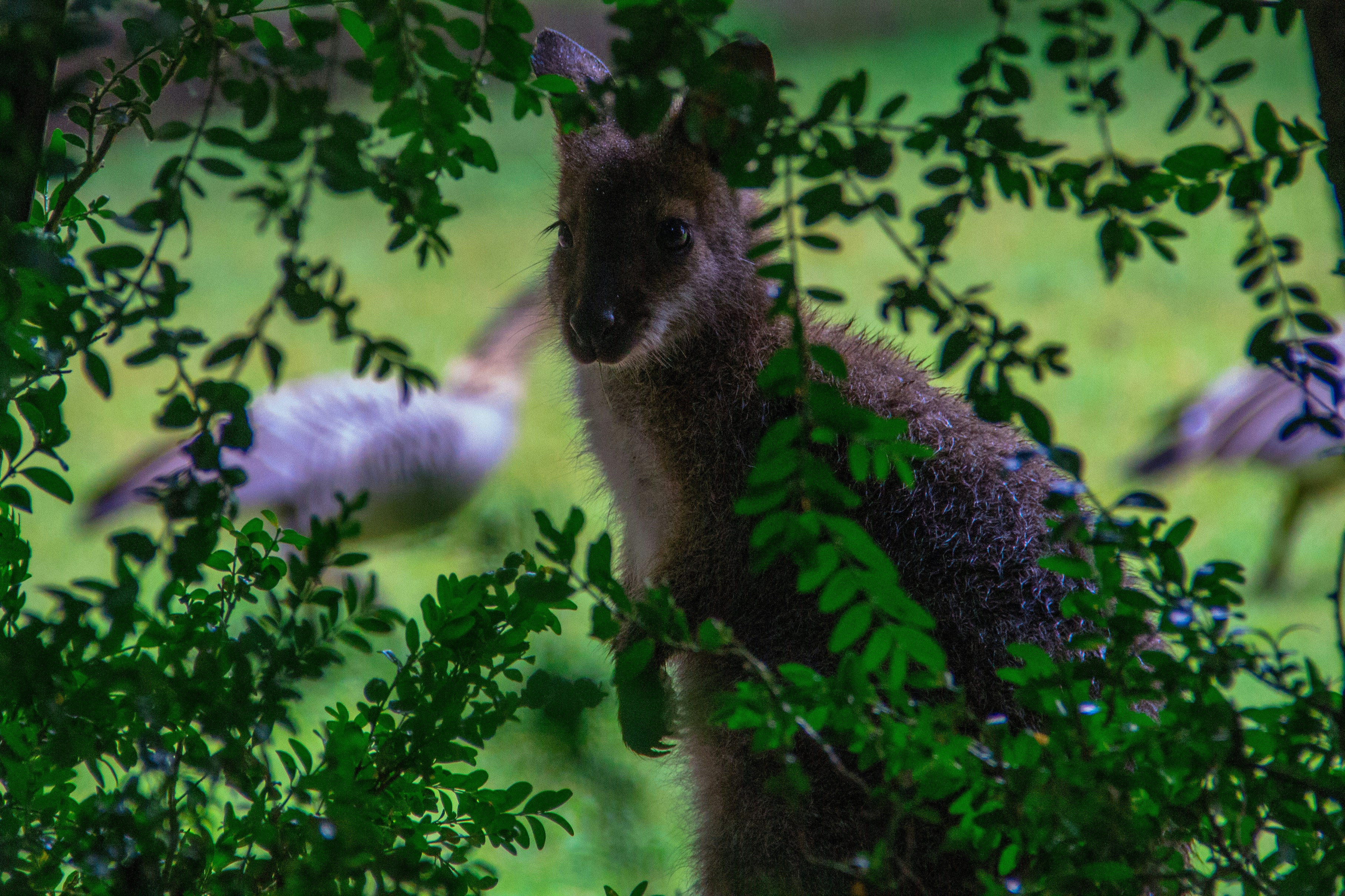 Verdant Veil: Kangaroo Pauses Behind Leaves