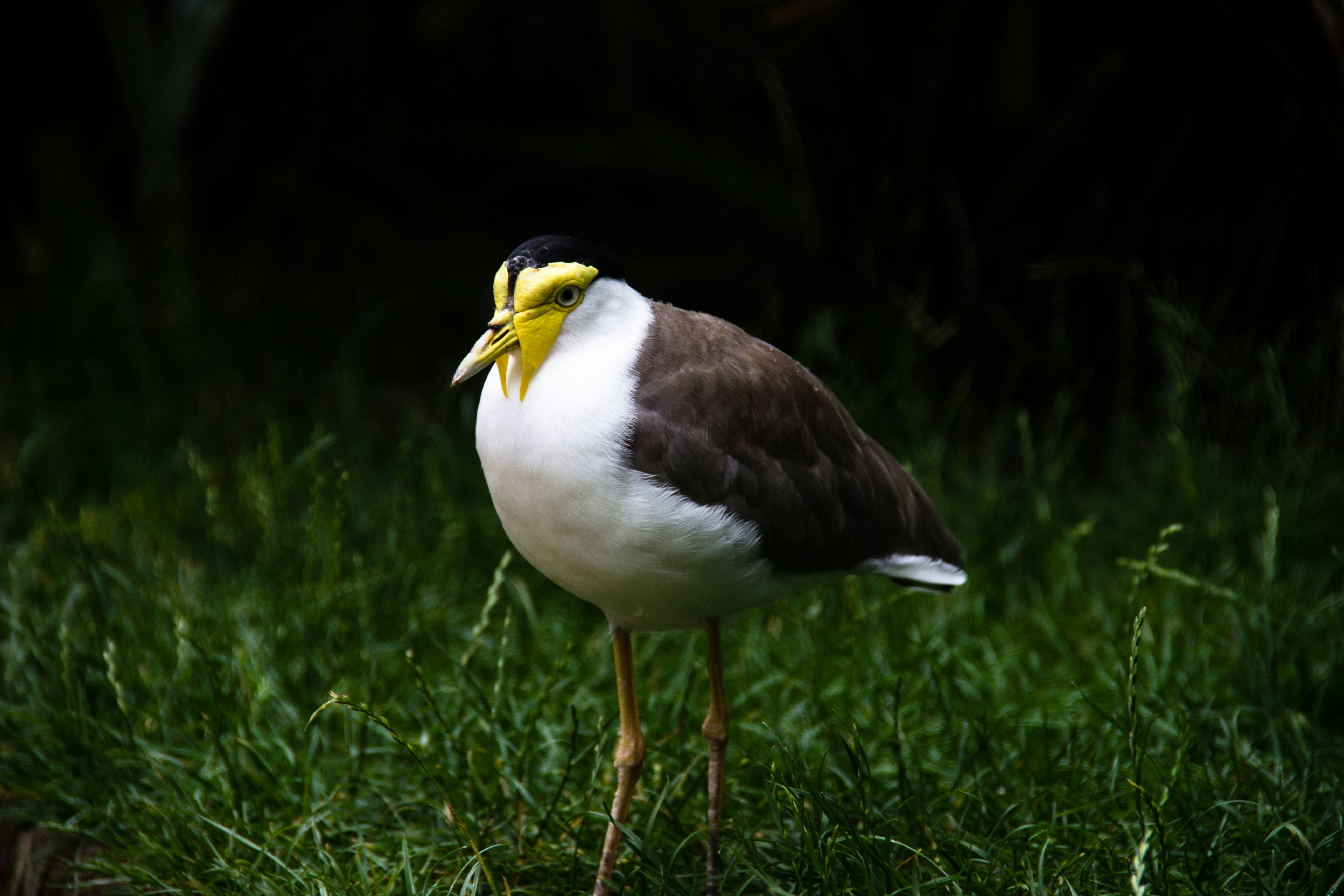 Pájaro de patas largas blanco y gris parado sobre la hierba foto ...