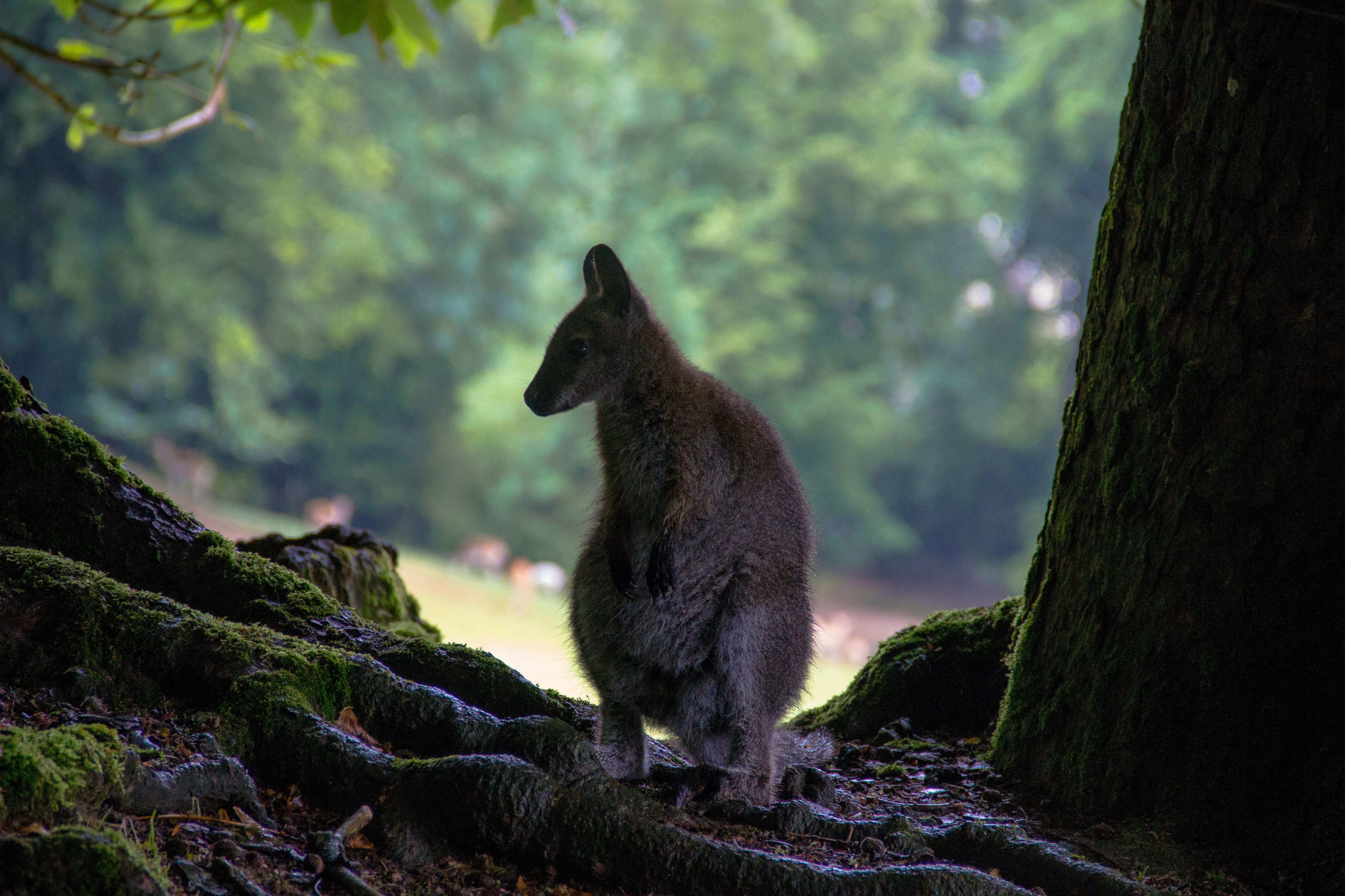 kangaroo beside tree