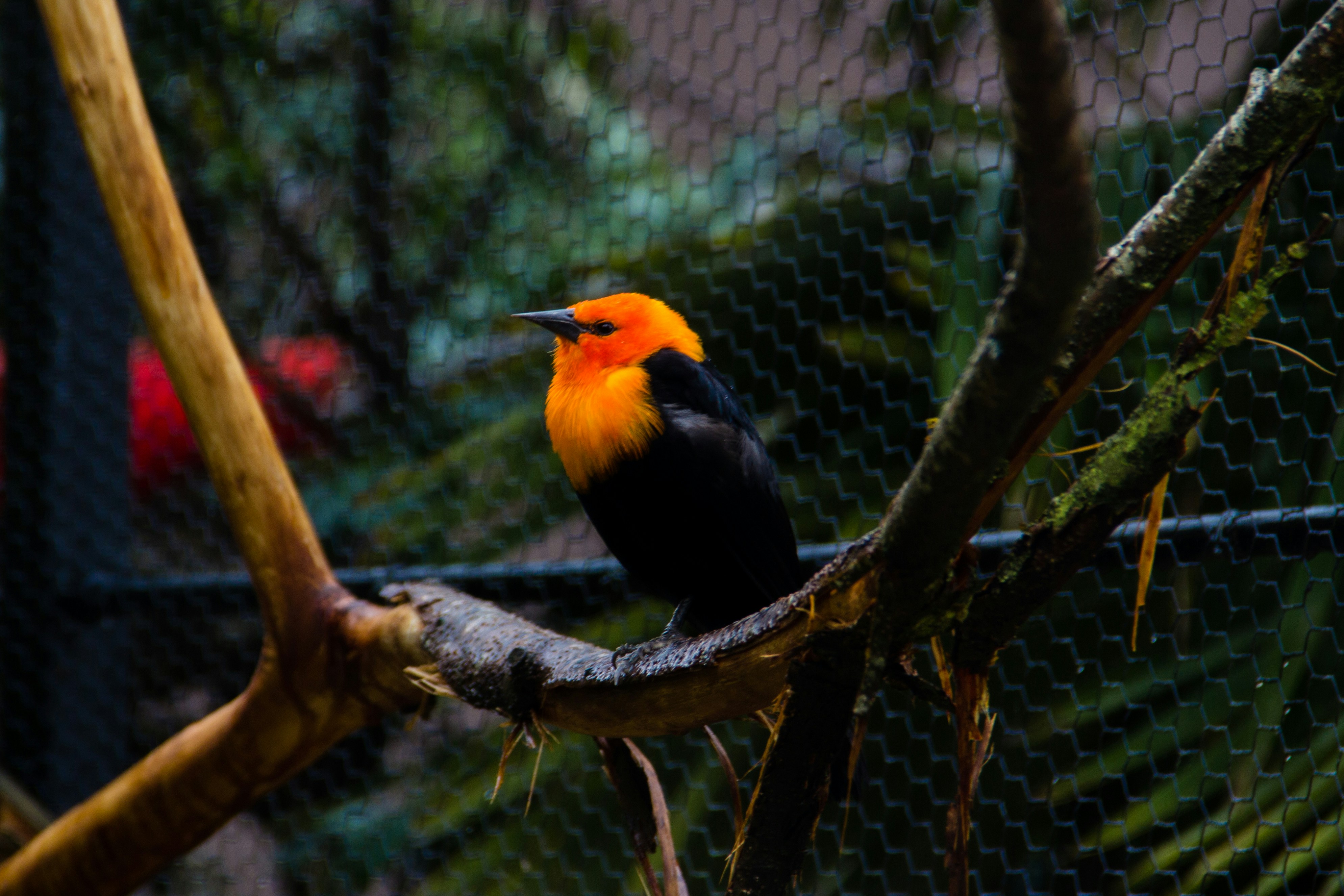 Orange Crowned Perch: A Netted Aviary Portrait
