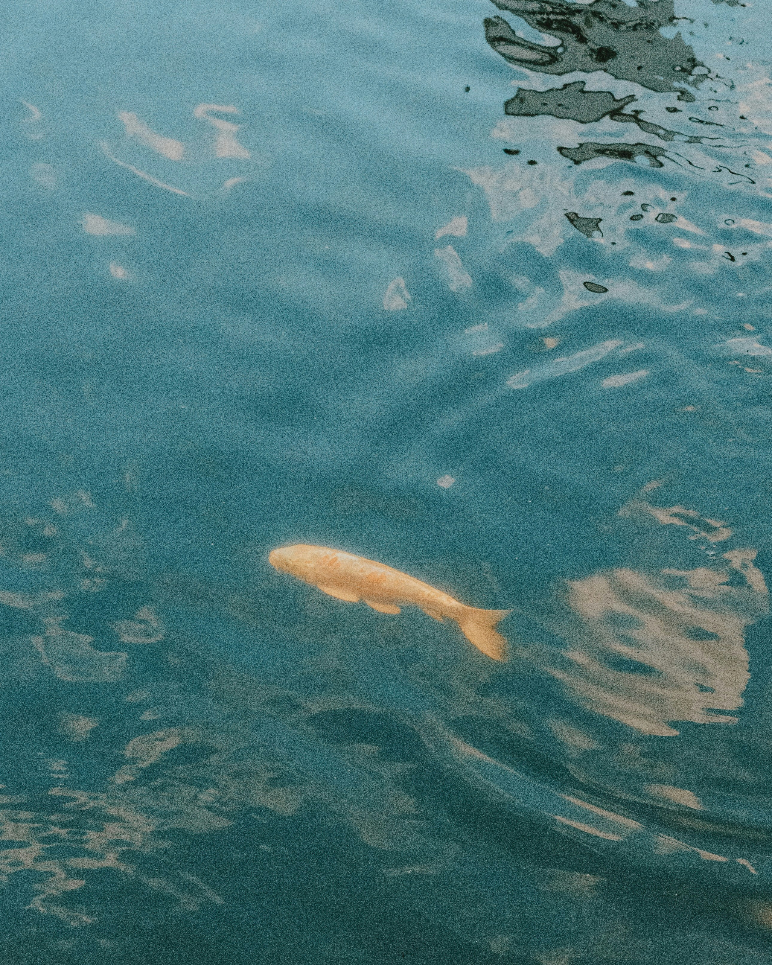 Gold Koi Gliding Through Teal Ripples