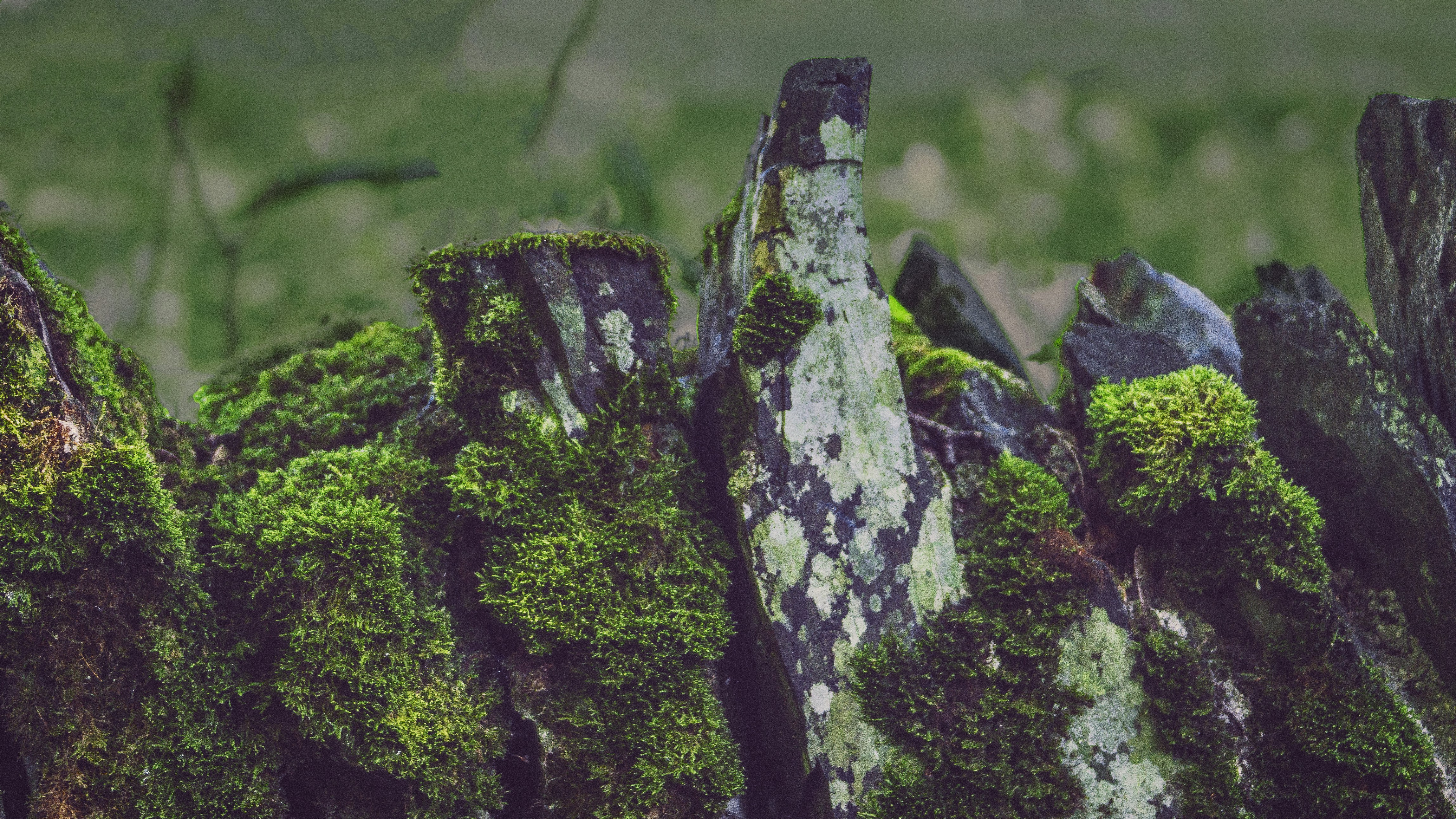 Close-up of a weathered stone fence blanketed in bright green moss, highlighting the textural contrast between rugged rock and lush growth.