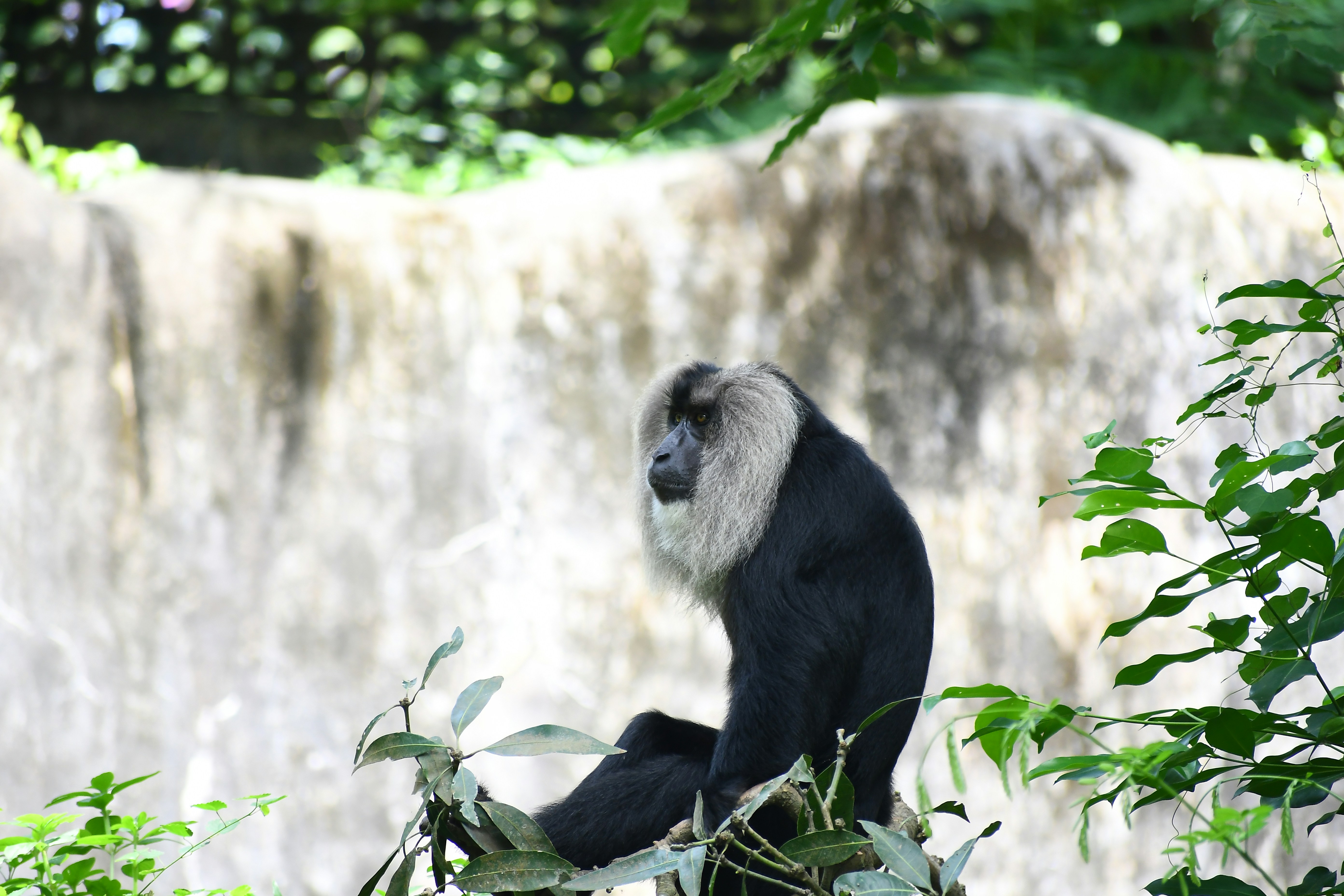 Black primate photo – Free Mammal Image on Unsplash