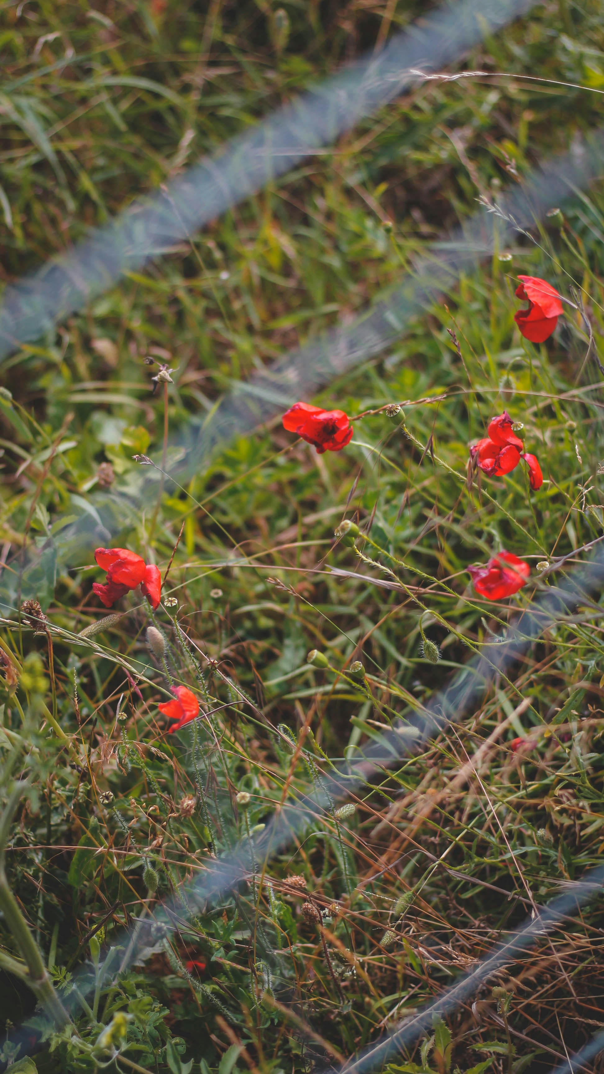 💫ig: erisb_photo | red-petaled flowers