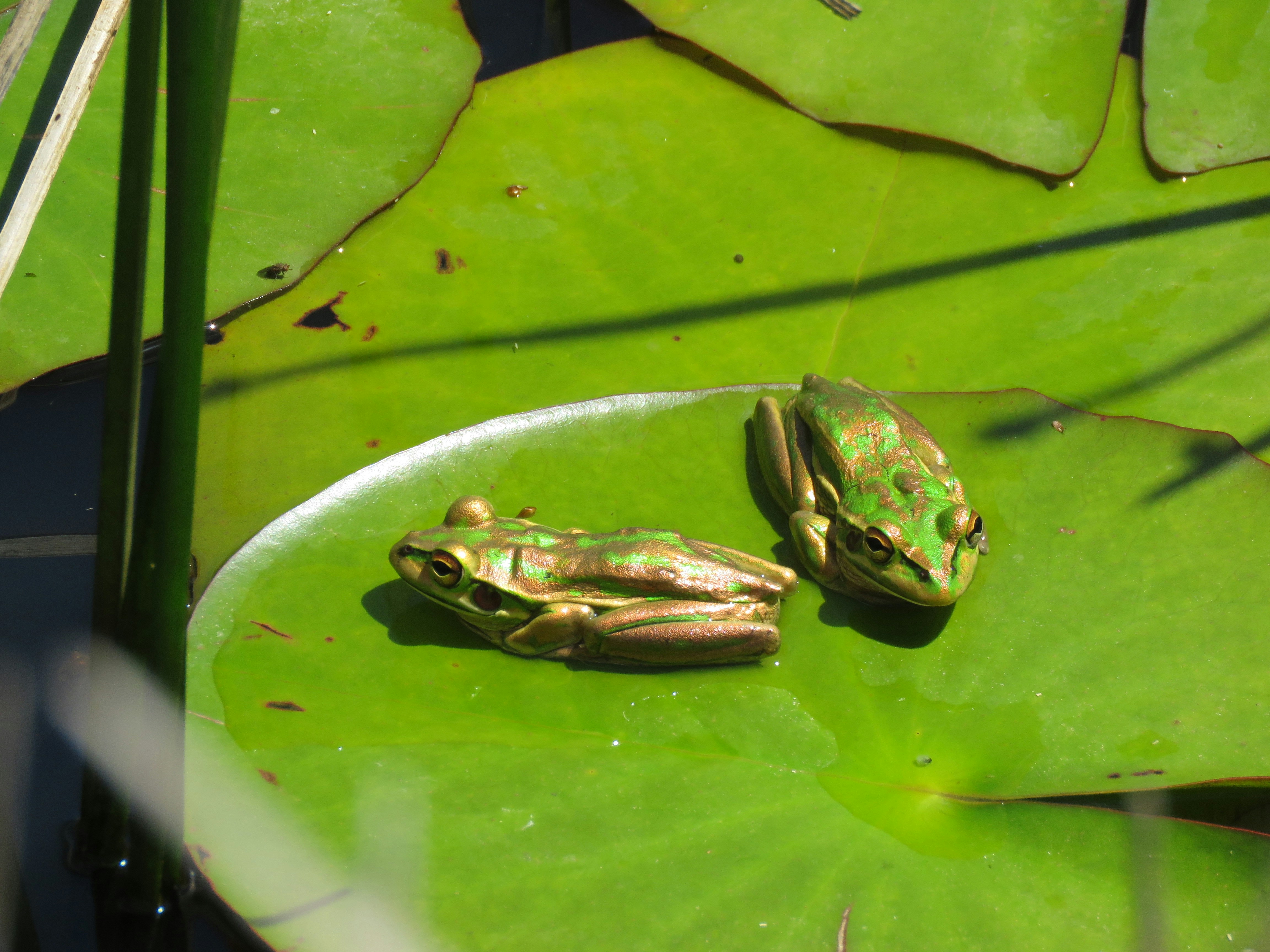 Two vibrant green frogs resting on a large lily pad, surrounded by lush aquatic vegetation.