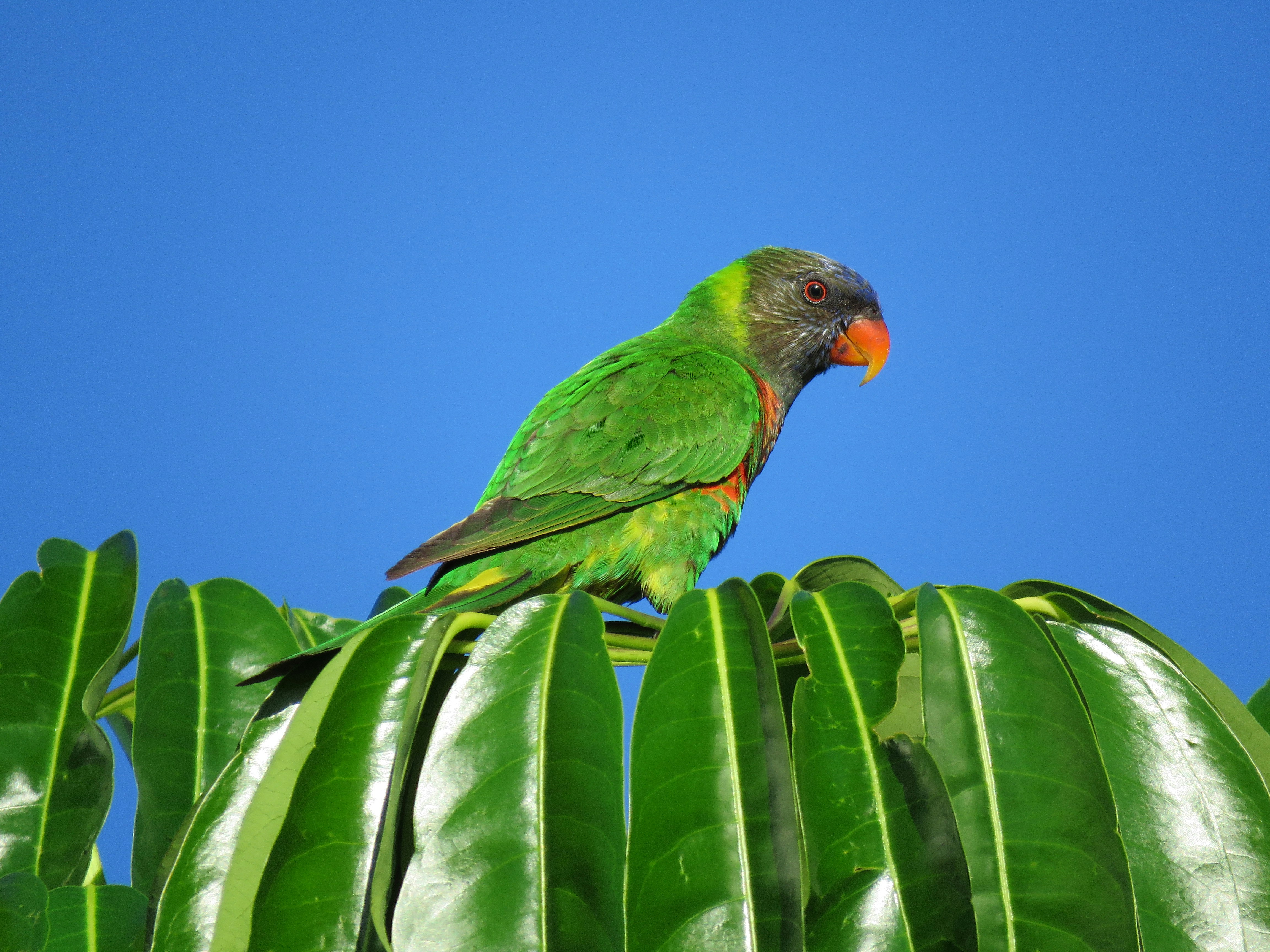 A vibrant parrot perched atop lush green leaves under a clear blue sky.