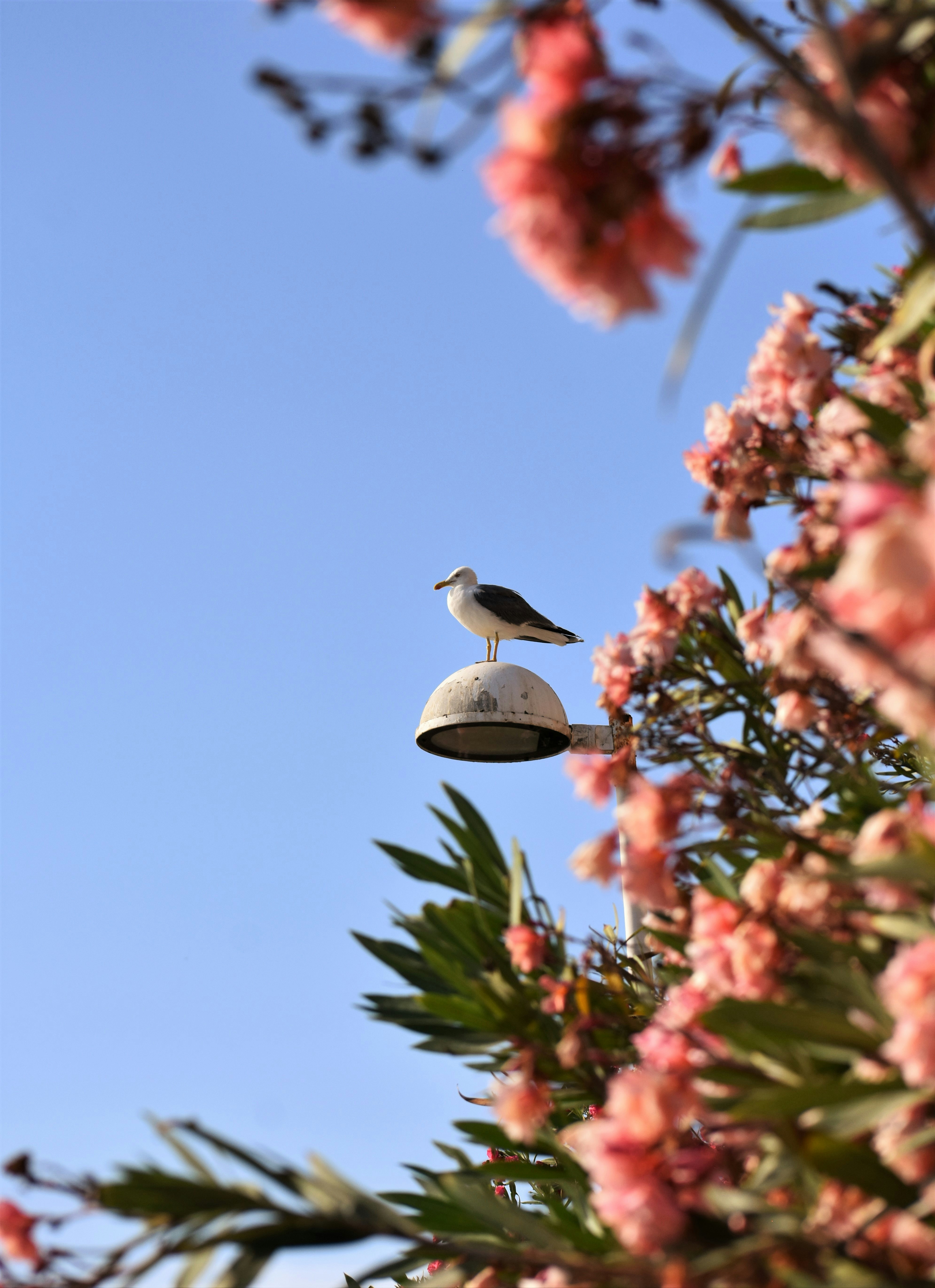 Perch Above Pink Facade: A Bird's Quiet Moment Against a Cerulean Sky