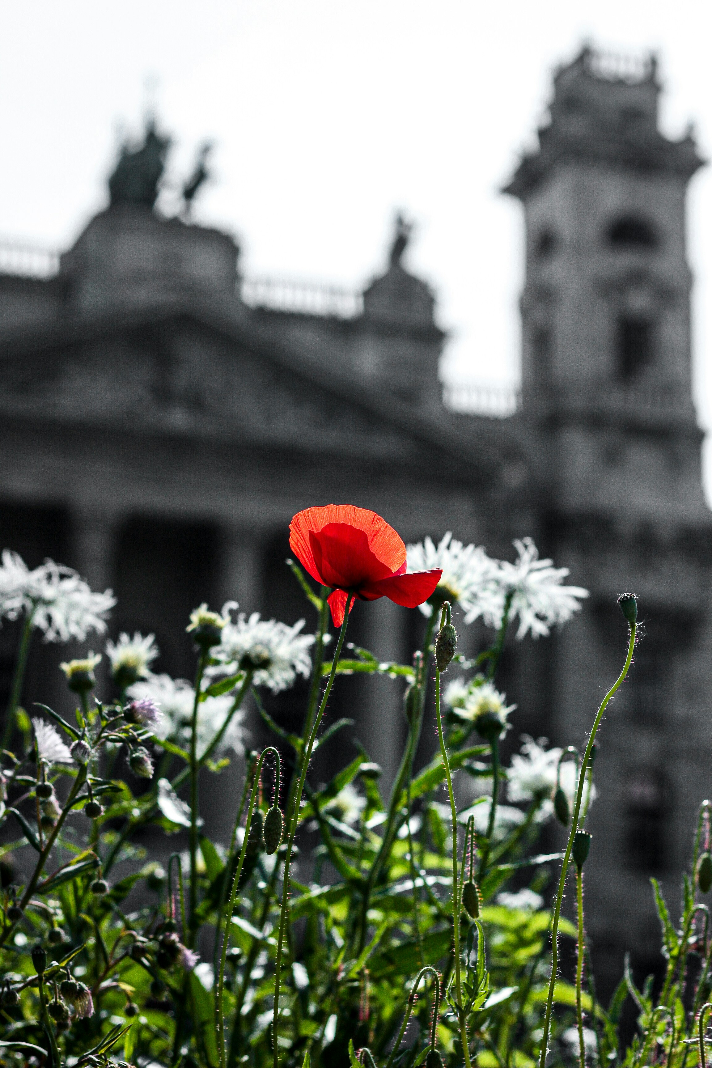 Scarlet Poppy Against a Monolithic Backdrop