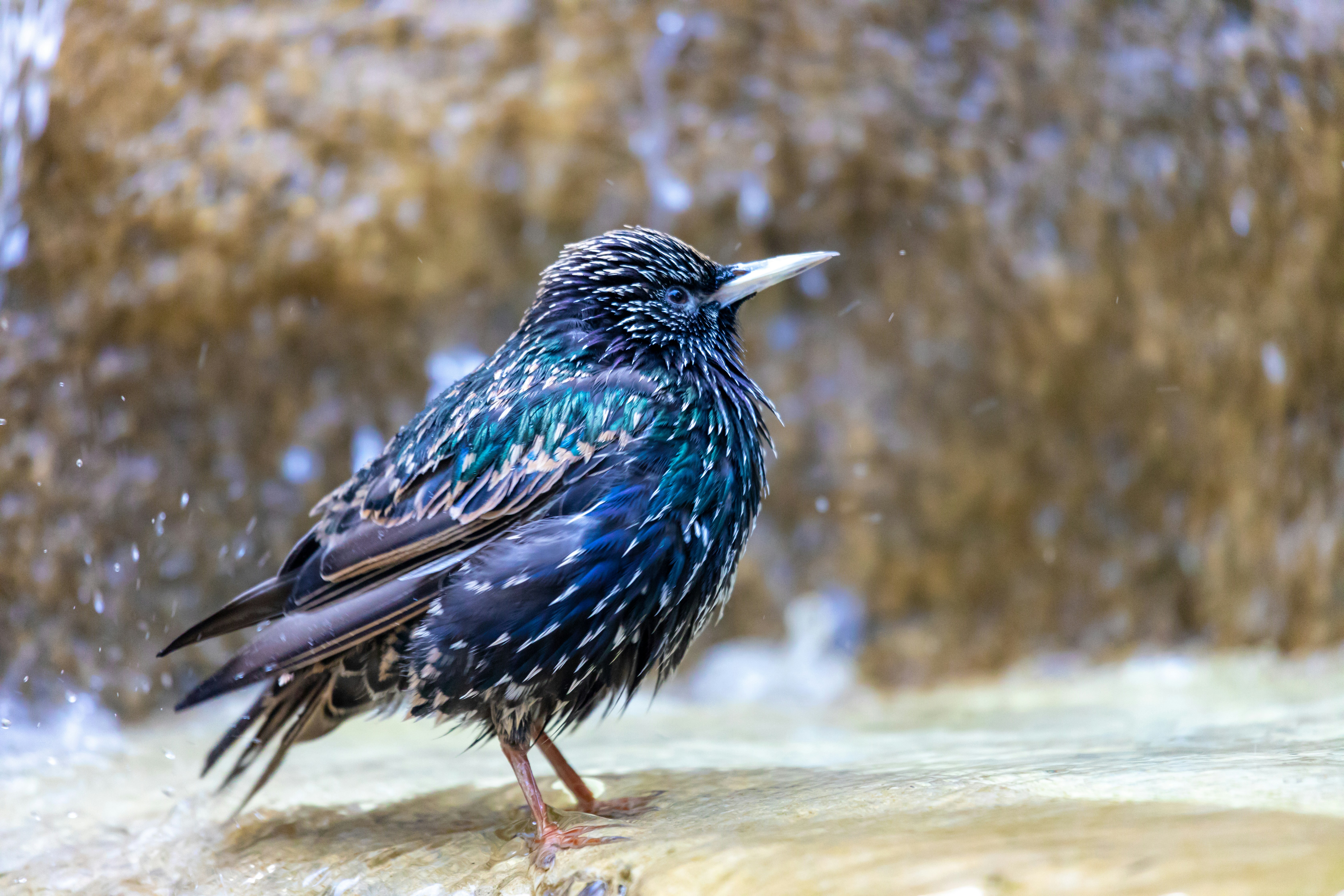 Spark of iridescence: a starling's perch on sunlit spray