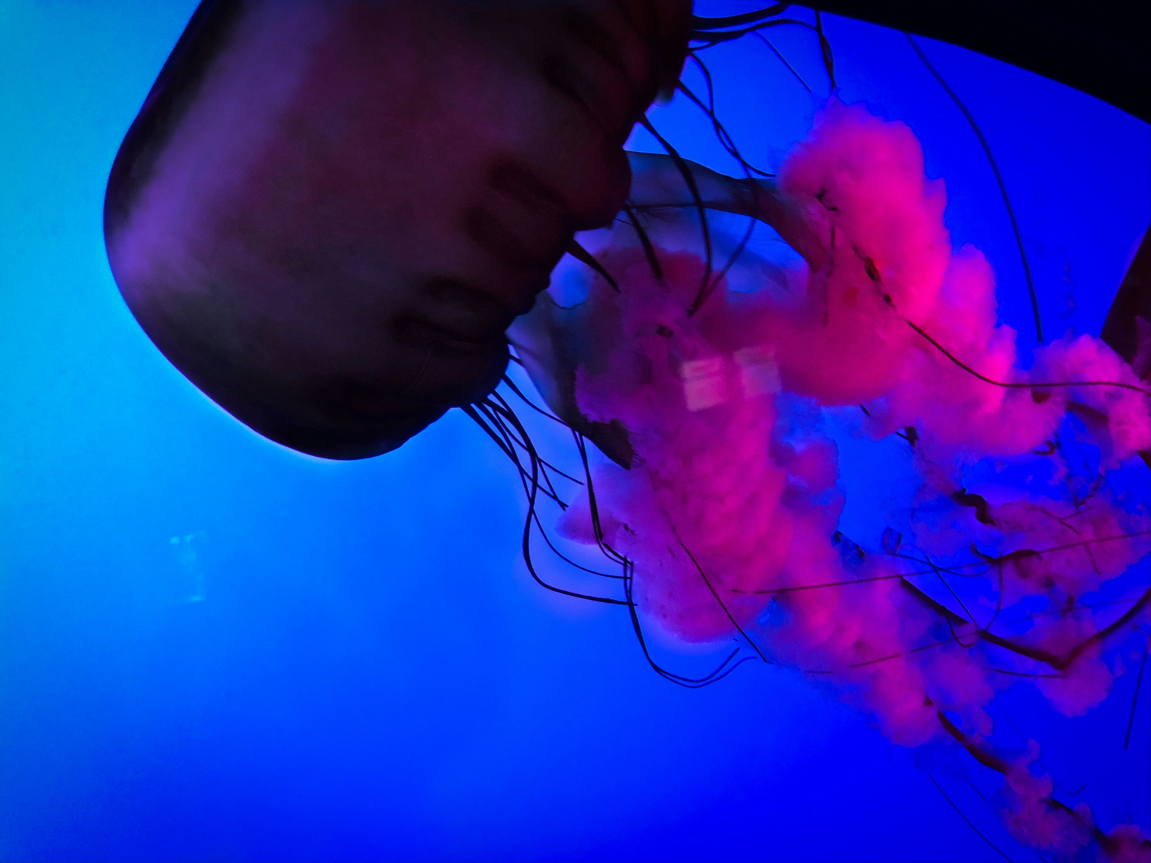 A jellyfish with pink and purple smoke coming out of it's mouth photo ...