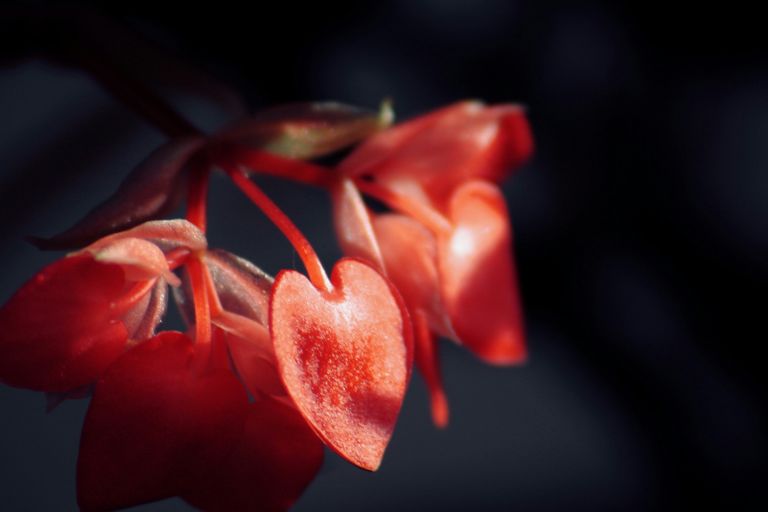 Close-up of delicate red flowers resembling hearts, illuminated against a dark background.
