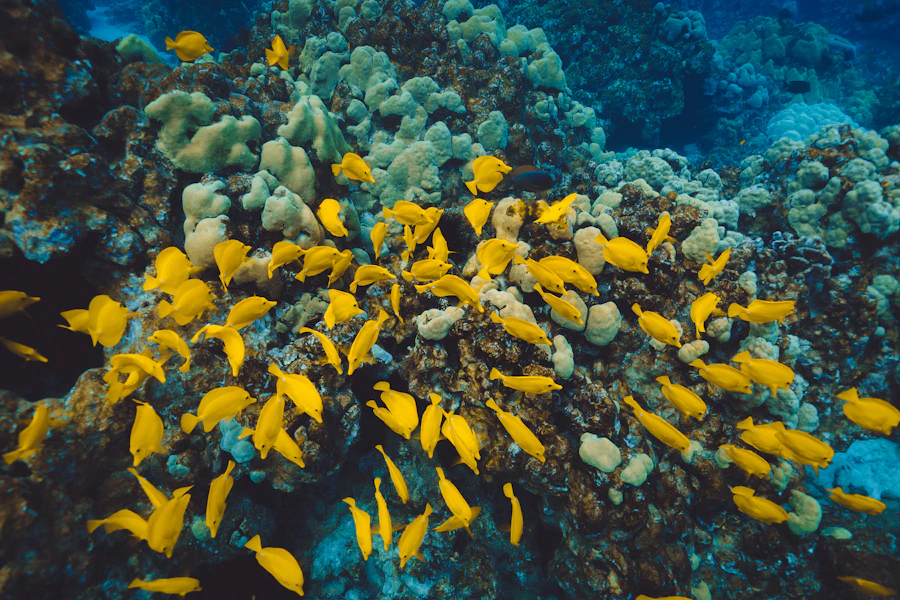 A dense school of bright yellow fish swirls over a blue-green coral reef. Dark volcanic rock and pale coral heads fill the background.