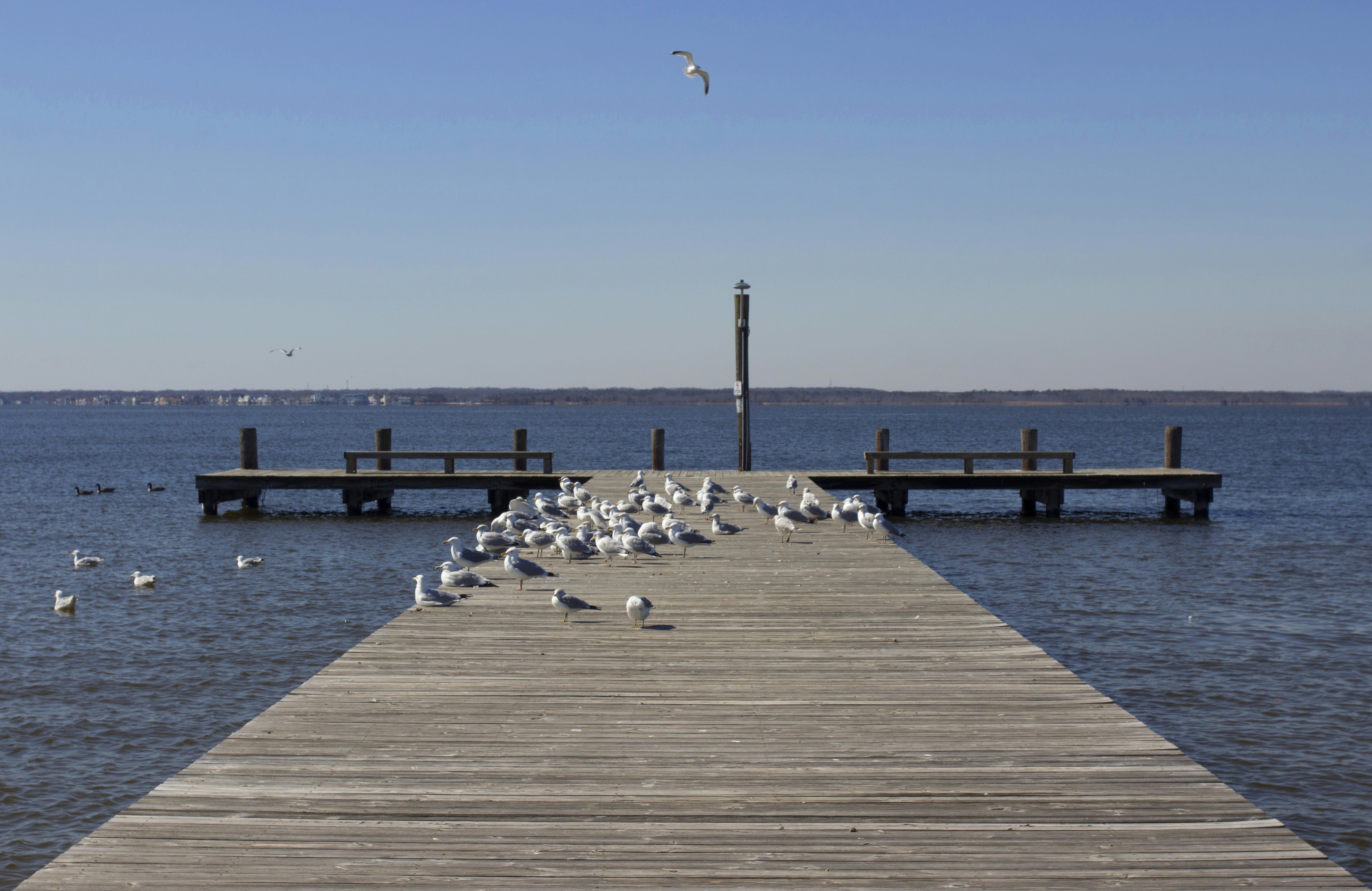 Birds on dock during daytime photo – Free Bayside birds on the bay ...
