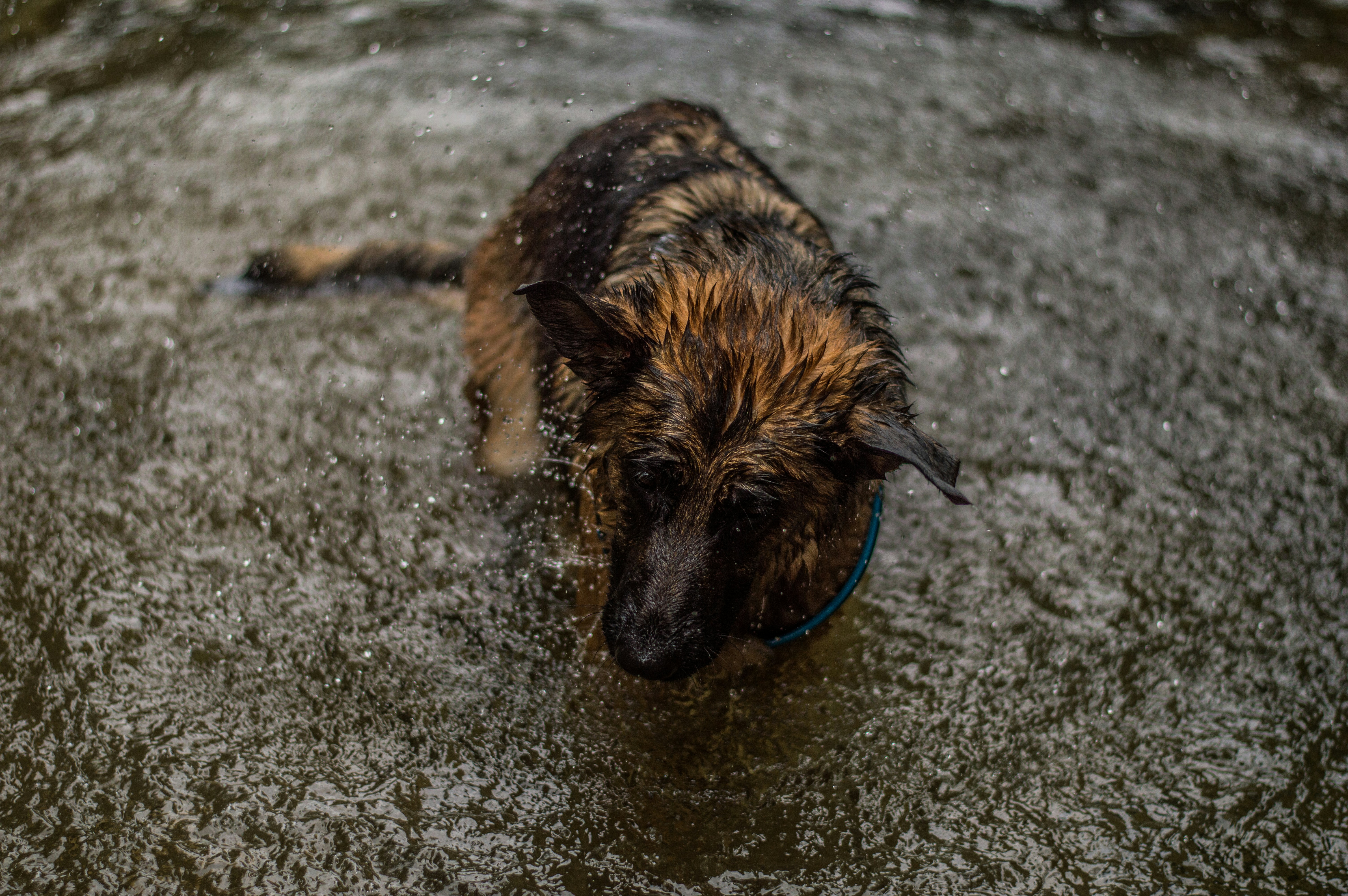 Mud-Slick Sentinel: A waterlogged shepherd mix holds its ground in a shallow river