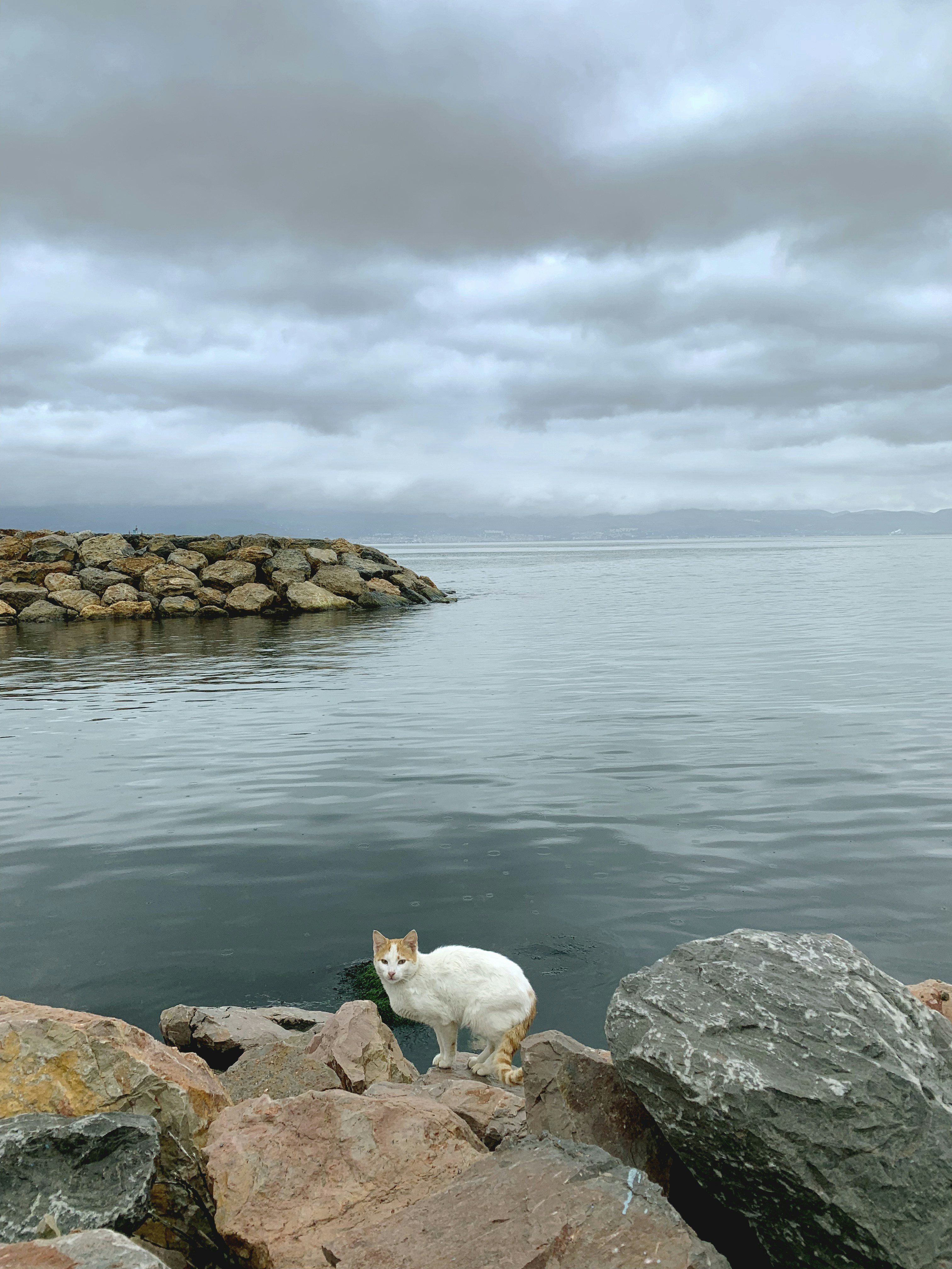 Kitten perched on seaside rocks near calm water under a cloudy sky.