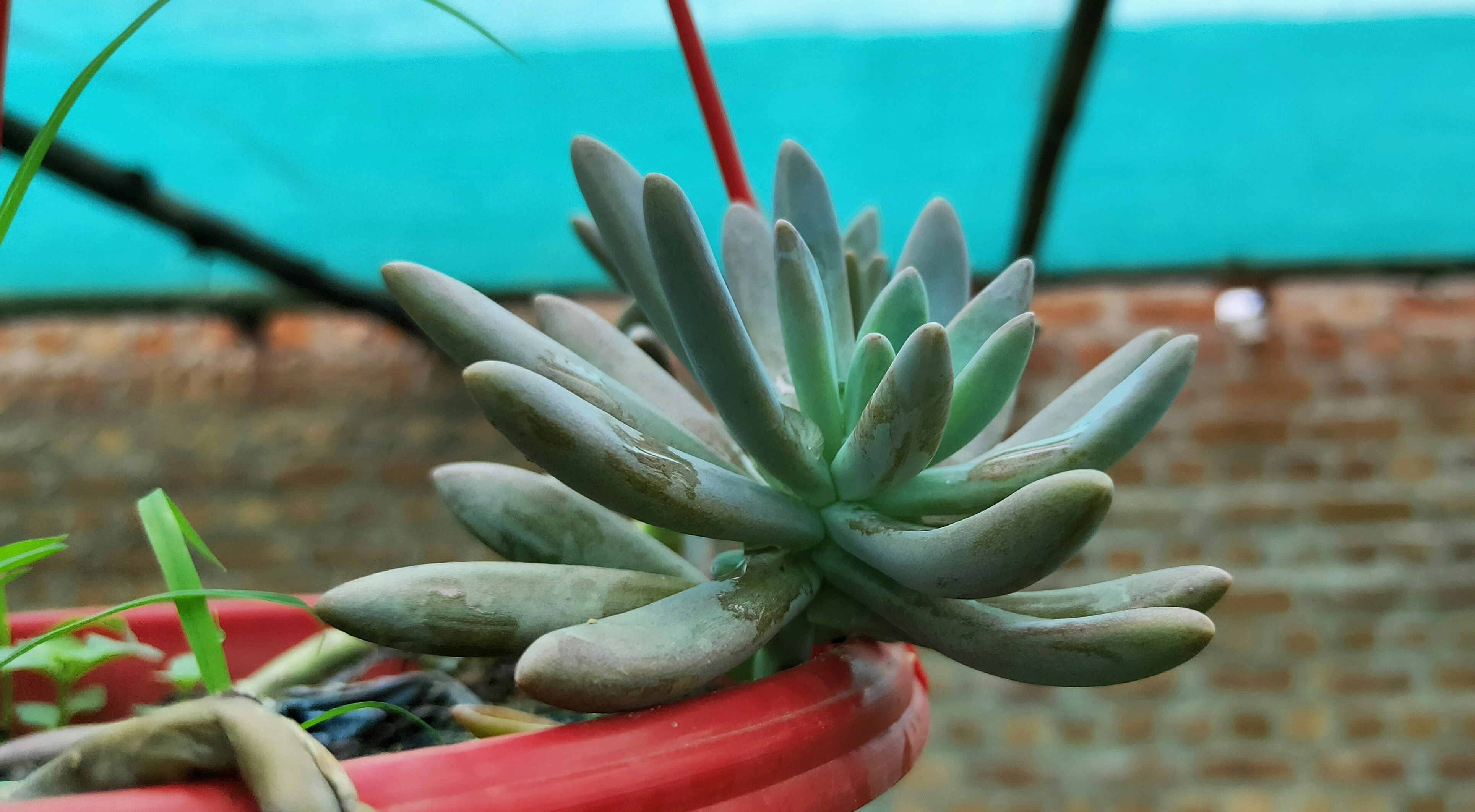Green succulent with thick leaves in a red pot against a brick and teal backdrop.
