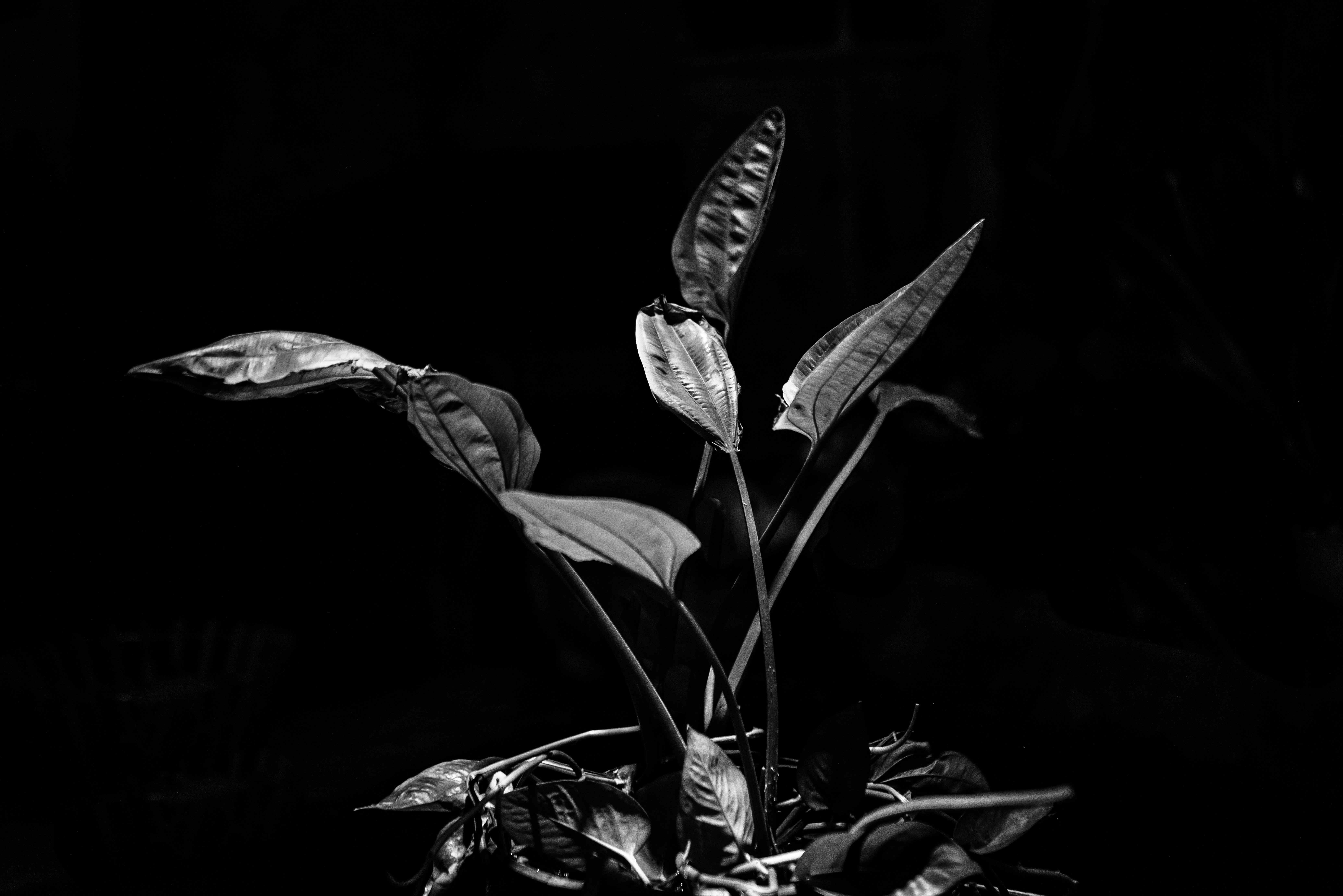 Noir Spotlight: A Delicate Plant Emerges from Shadow